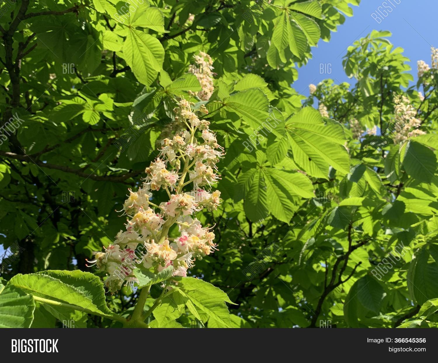 Flower On Chestnut Image & Photo (Free Trial) | Bigstock