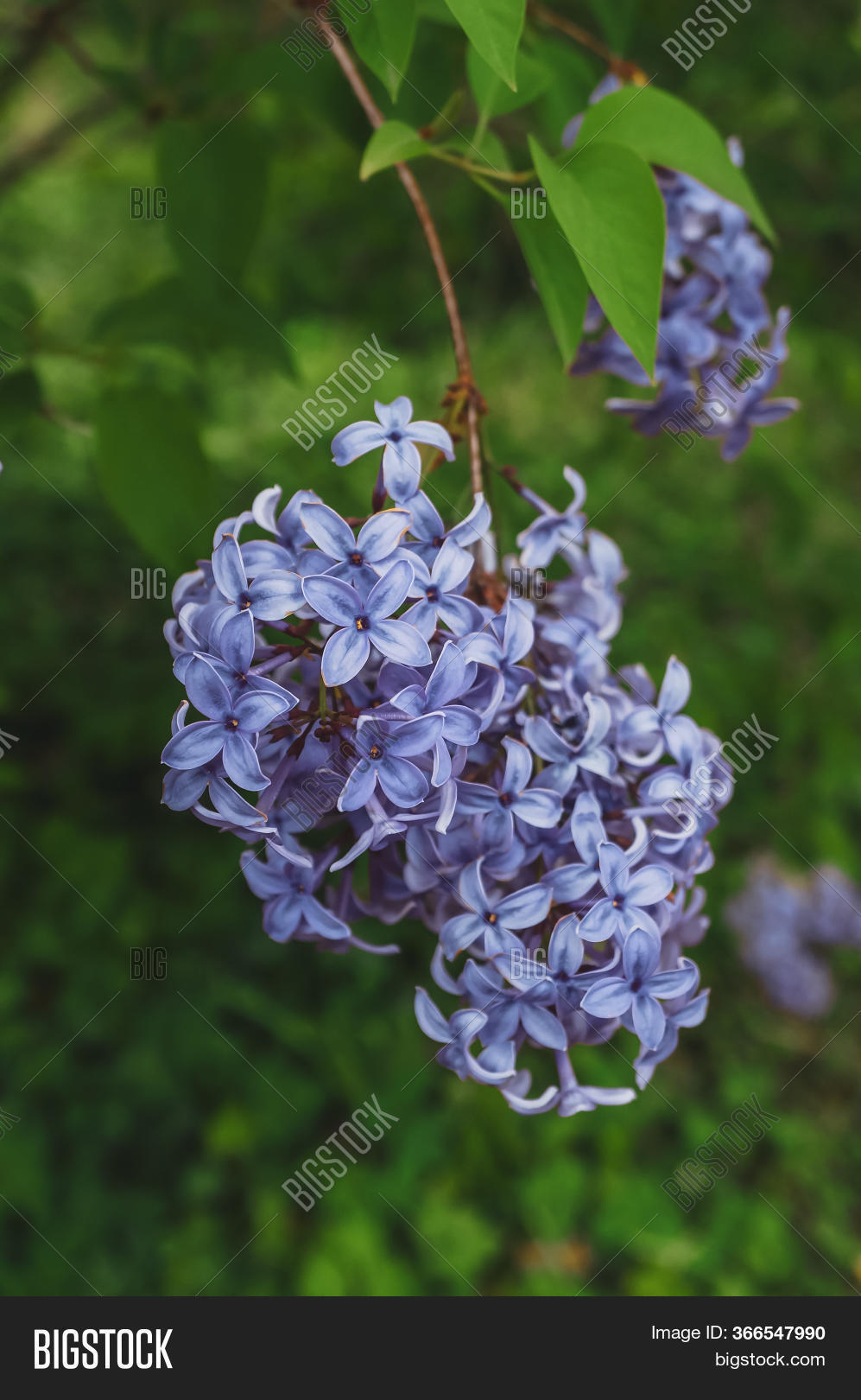 Purple Flowers Syringa Image & Photo (Free Trial) | Bigstock
