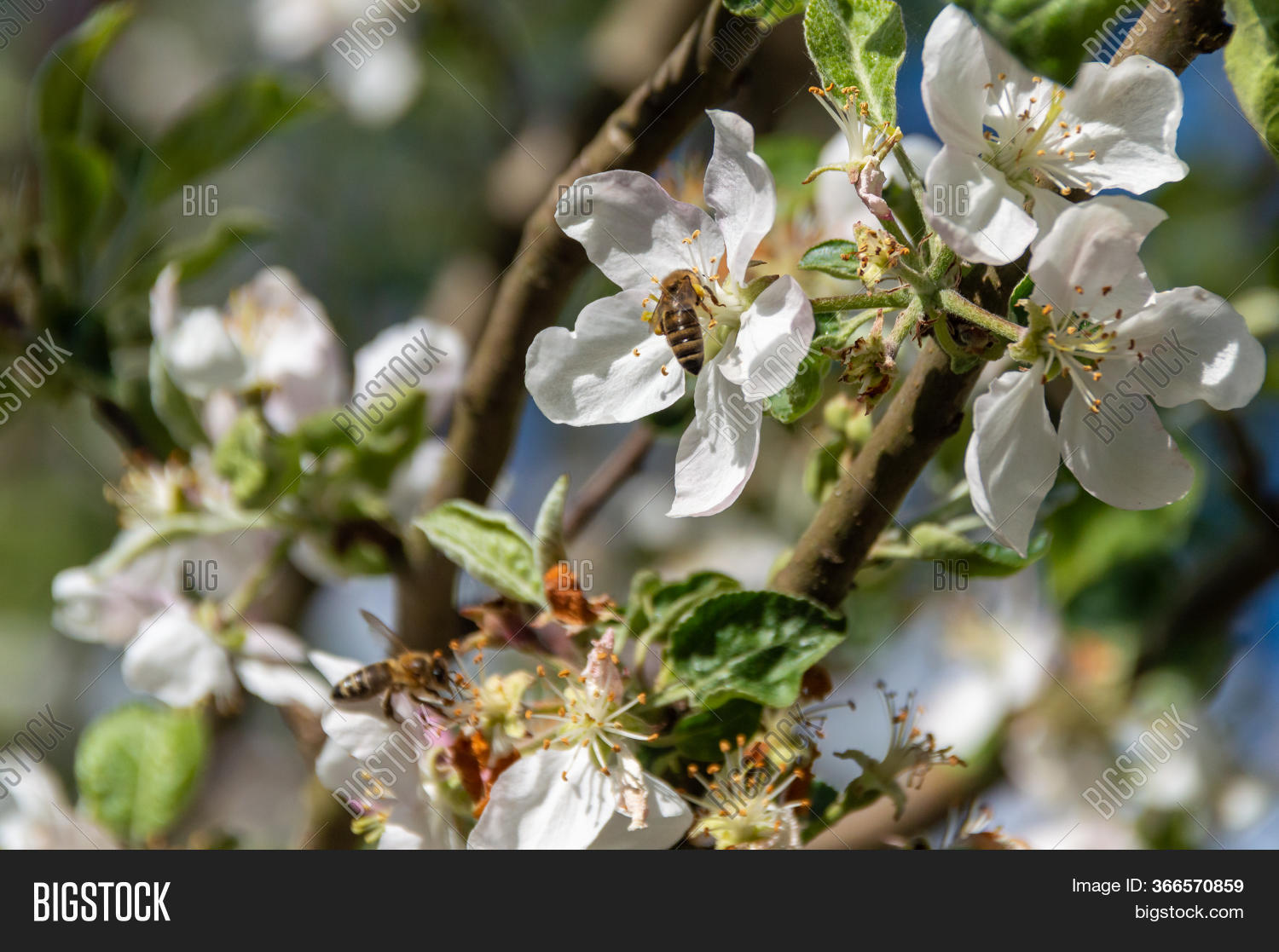 Bee Apple Flower Image & Photo (Free Trial) | Bigstock