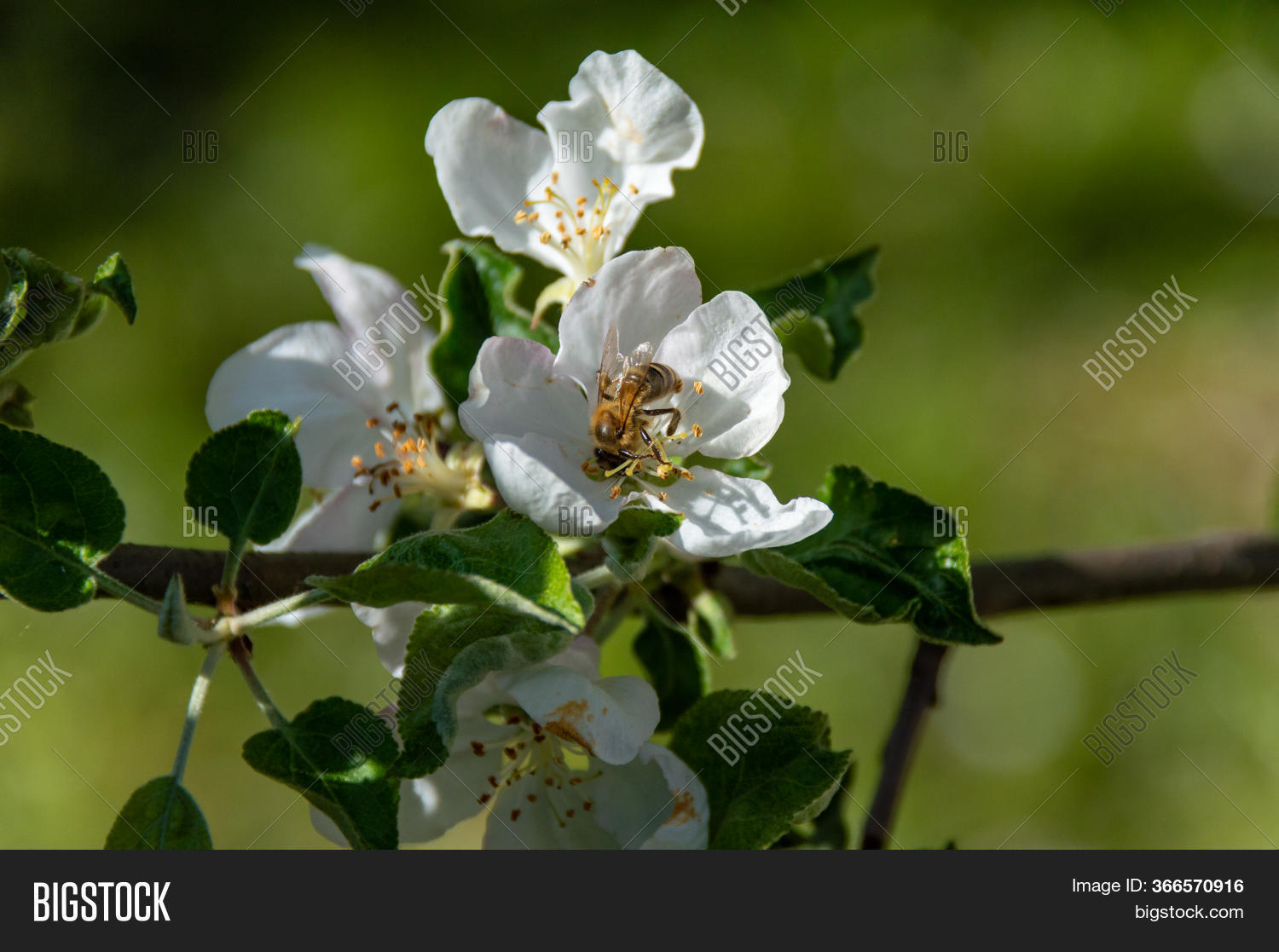 Bee Apple Flower Image & Photo (Free Trial) | Bigstock