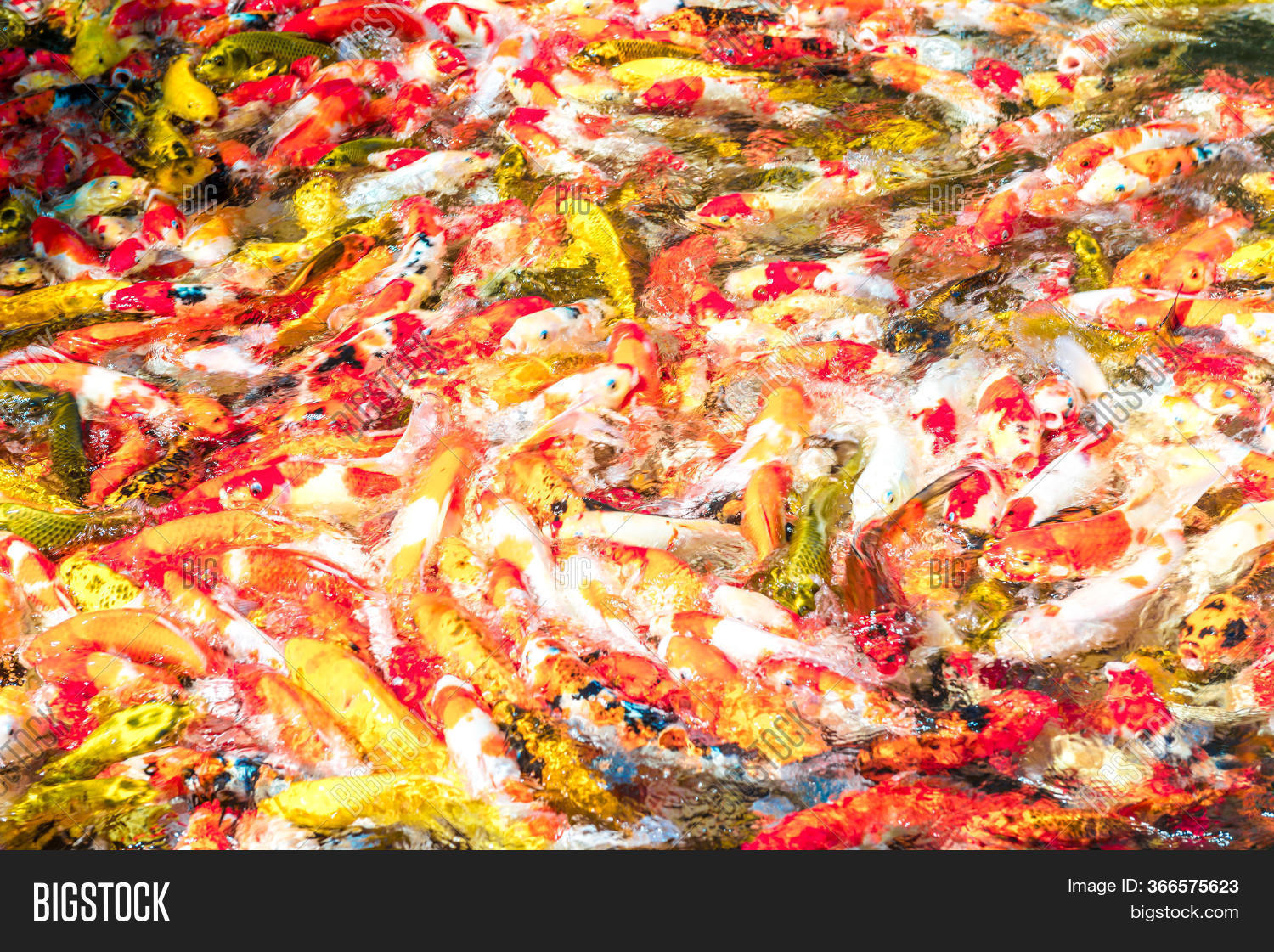 Multi-colored Koi Fish Image & Photo (Free Trial) | Bigstock