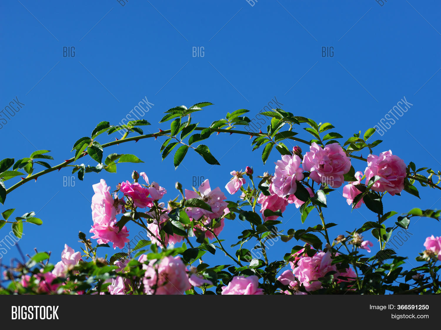 Sprig Pink Spray Roses Image & Photo (Free Trial) | Bigstock