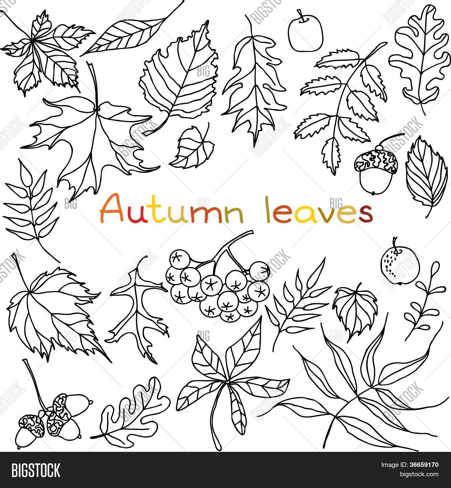 Set Hand Drawn Autumn Vector & Photo (Free Trial) | Bigstock
