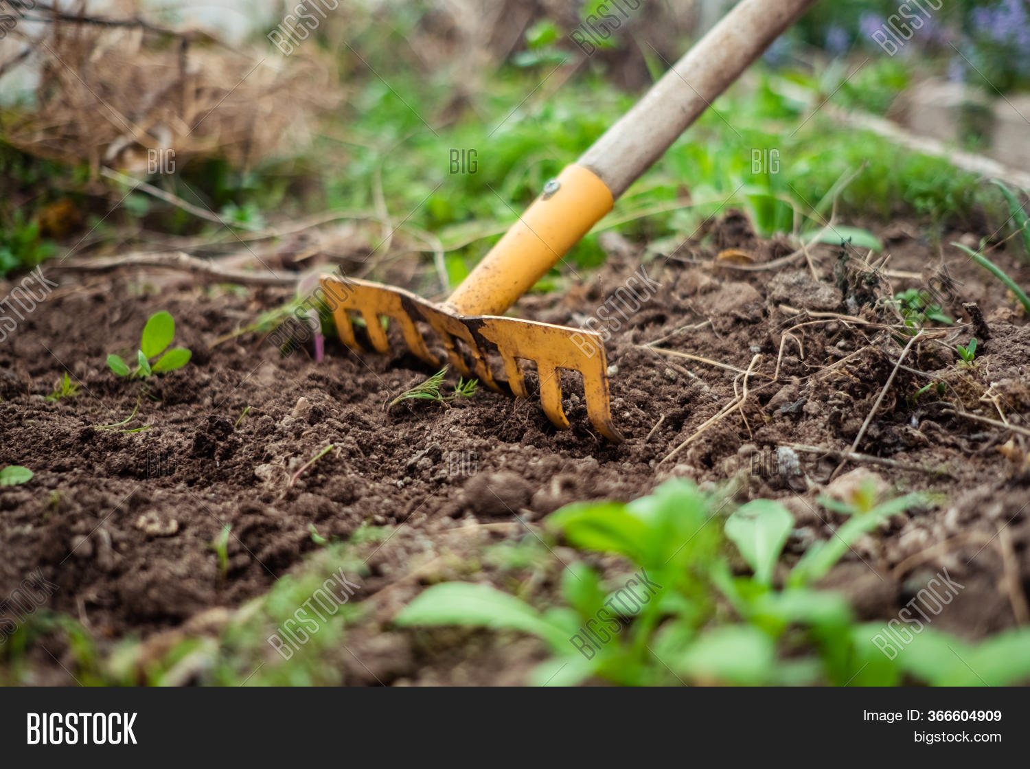 Close Rake Cultivating Image & Photo (Free Trial) | Bigstock