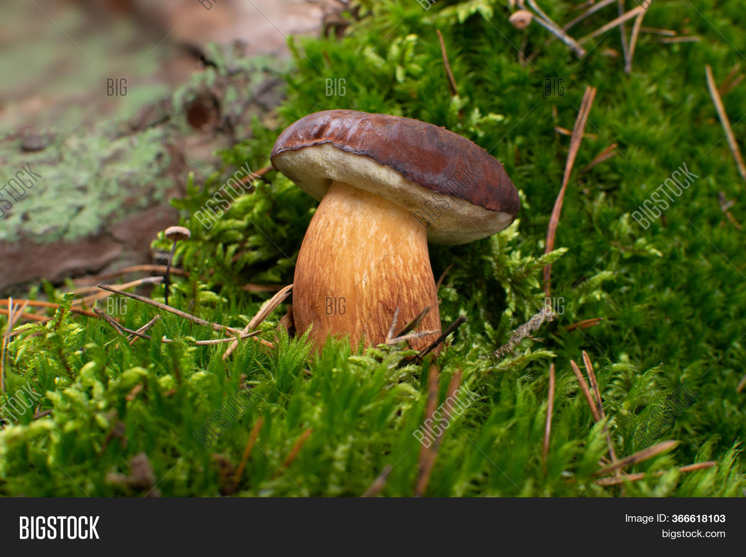 Boletus Badius Bay Image & Photo (Free Trial) | Bigstock