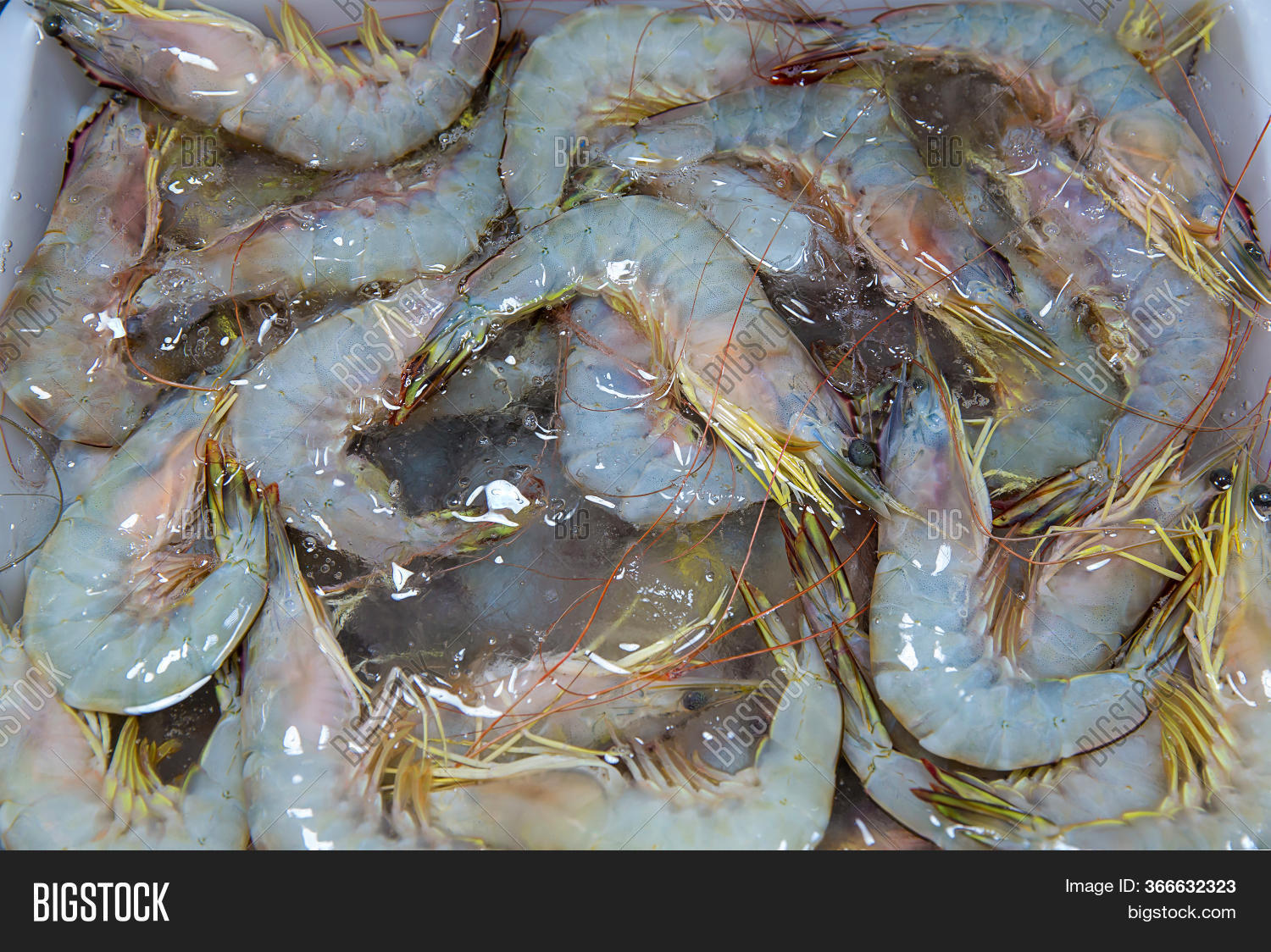 Penaeus Monodon, Giant Image & Photo (Free Trial) | Bigstock