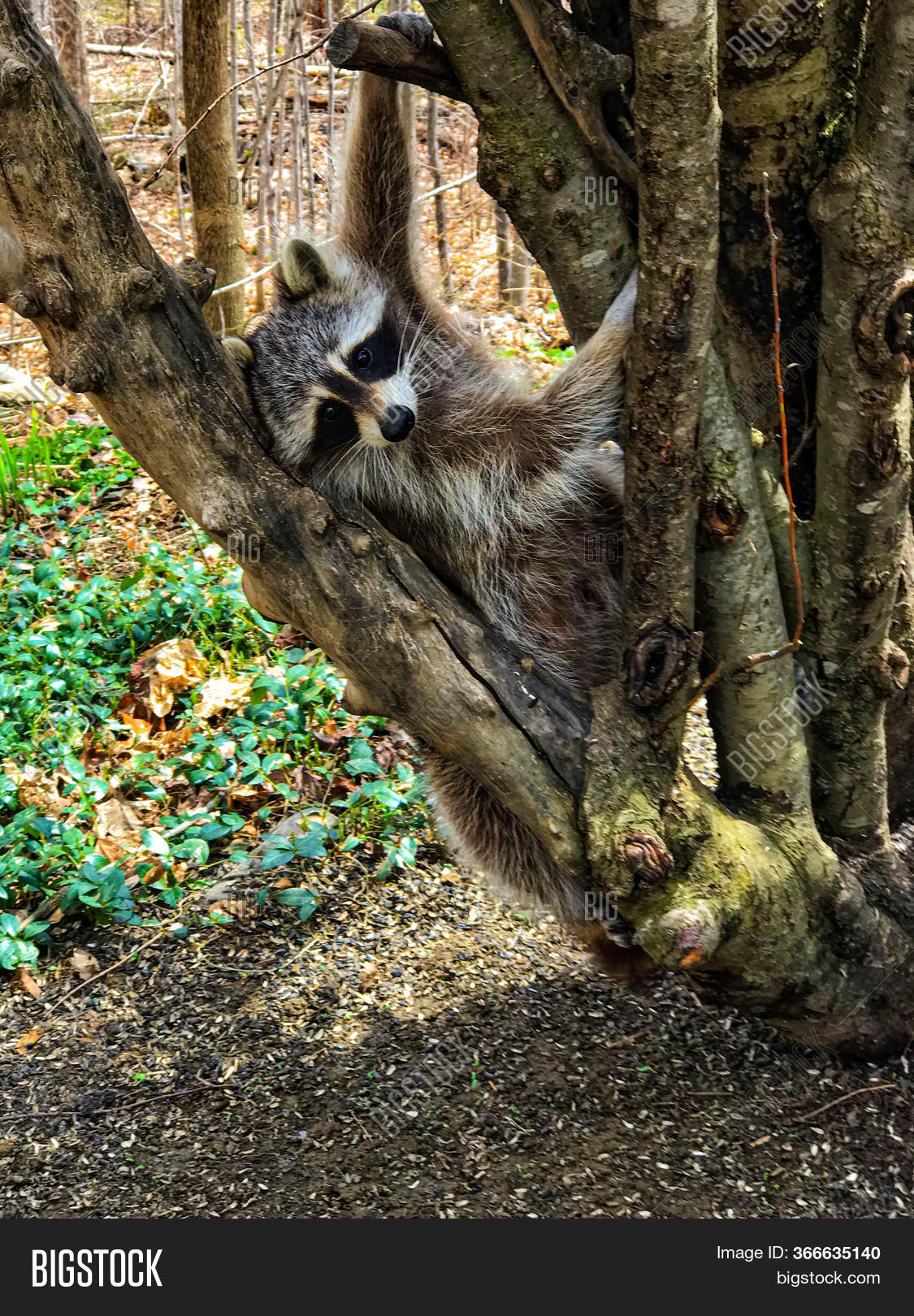 Little Raccoon Image & Photo (Free Trial) | Bigstock