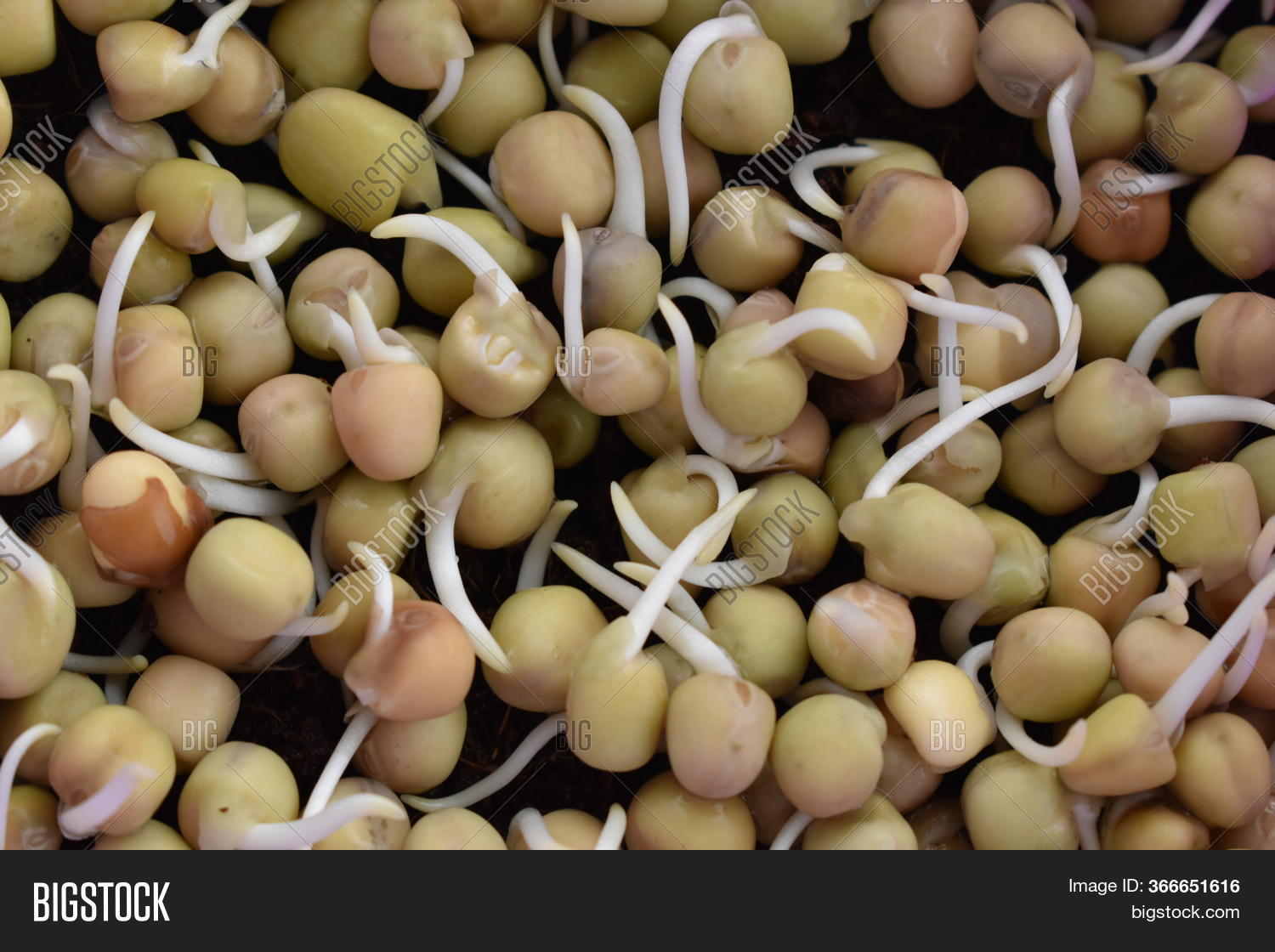 Growing Pea Sprouts Image & Photo (Free Trial) | Bigstock