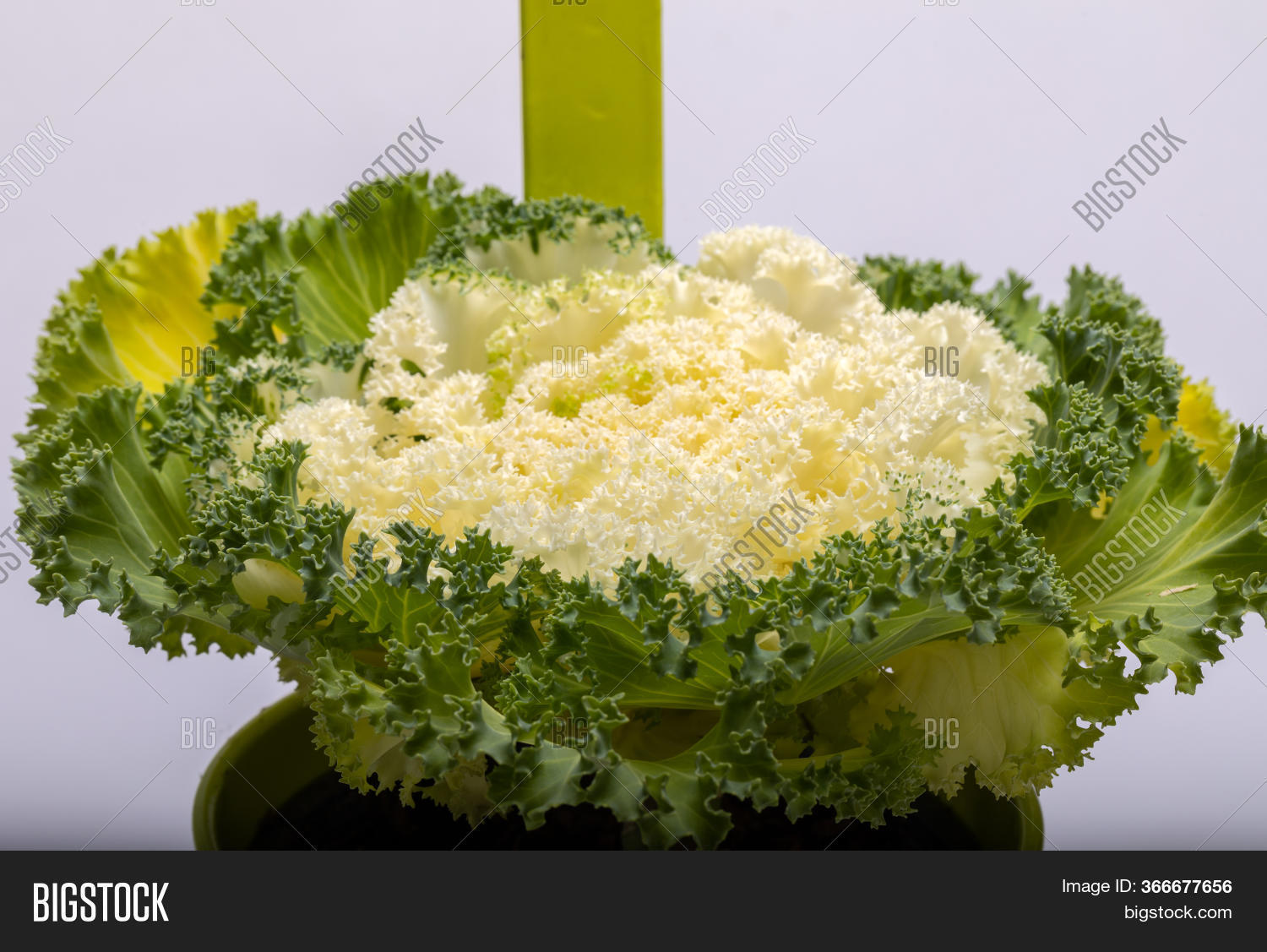 Ornamental White Kale Image & Photo (Free Trial) | Bigstock