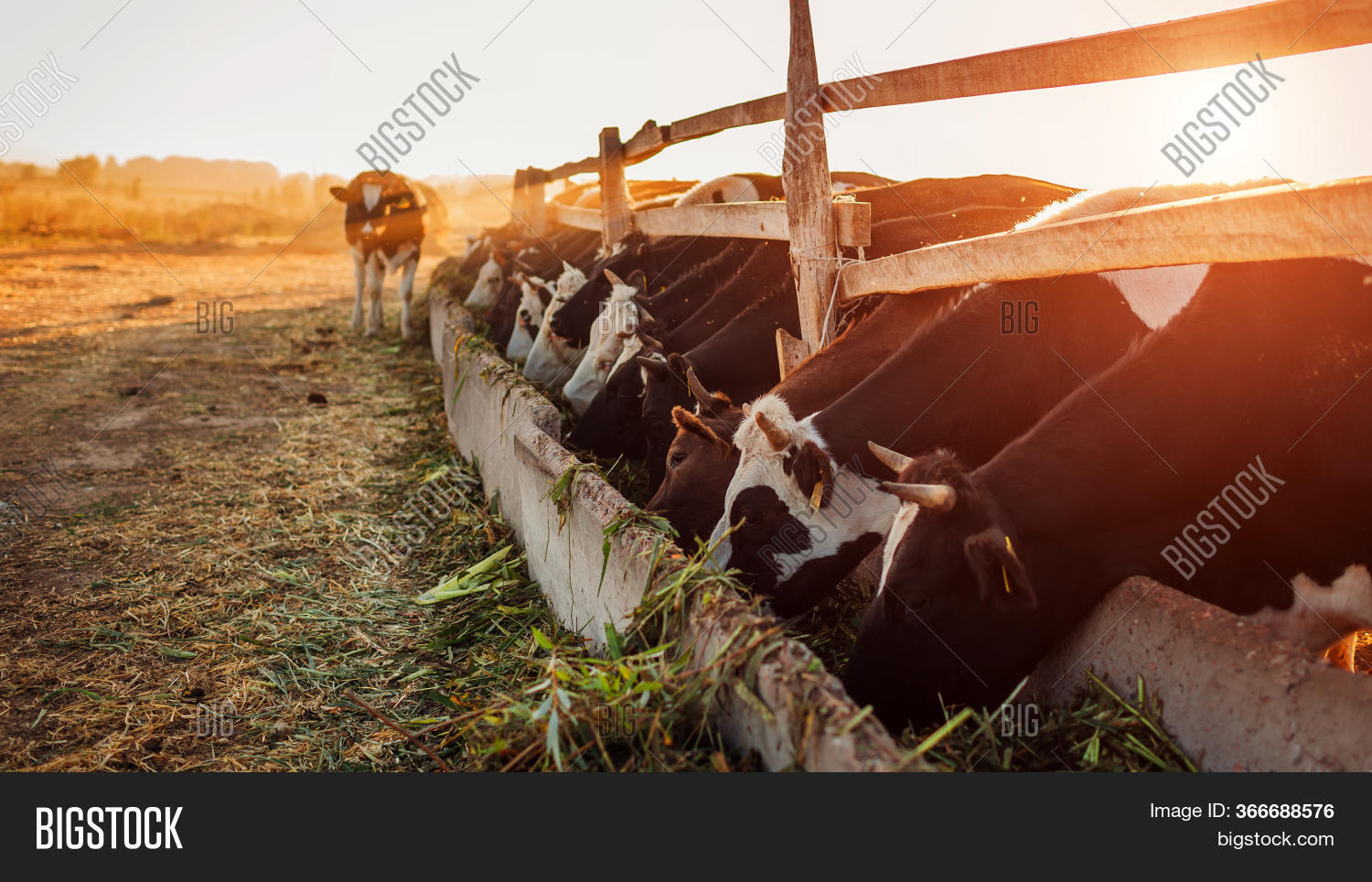 Cows Grazing On Farm Image & Photo (Free Trial) | Bigstock