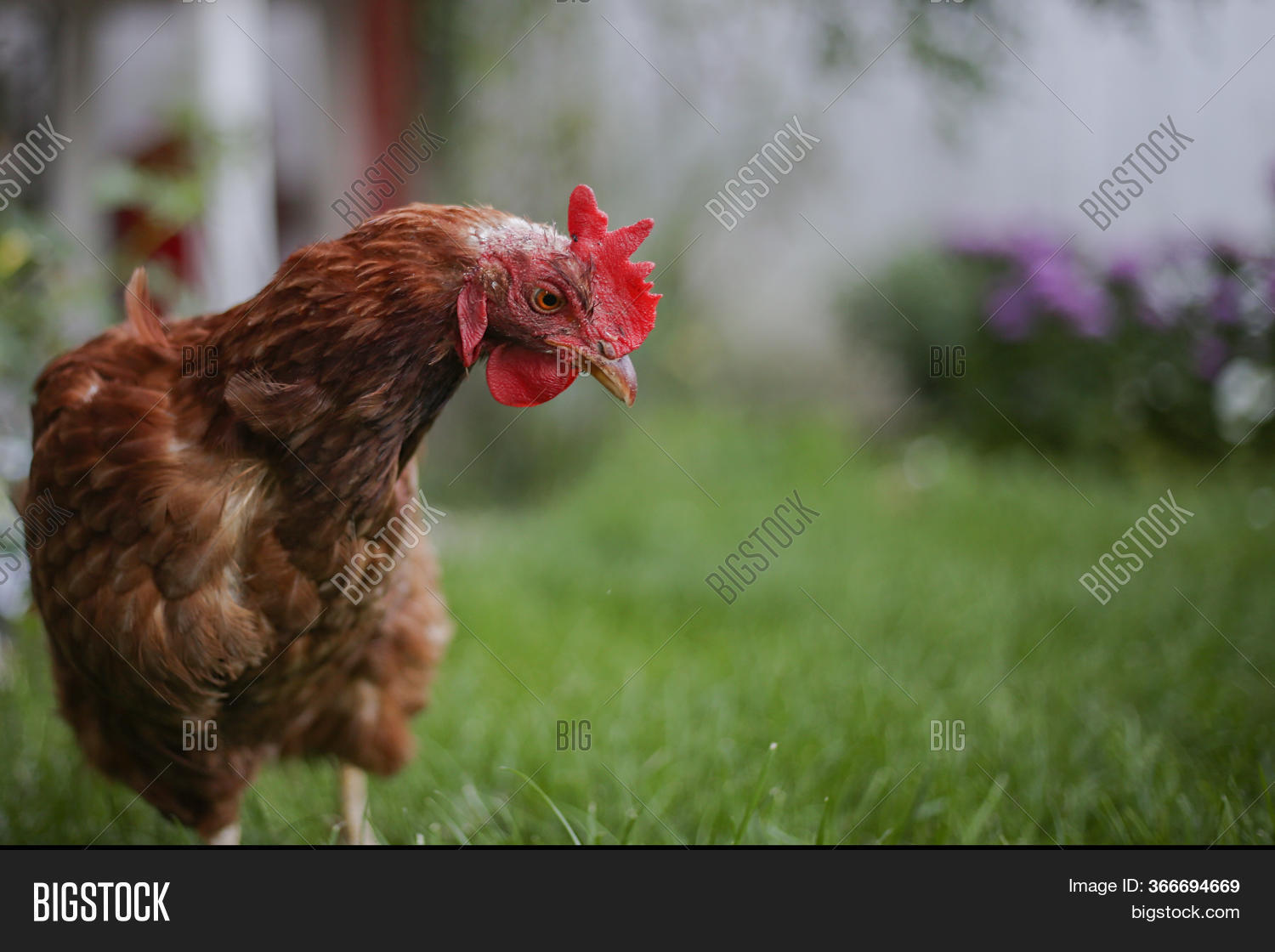 Hens Feed On Image & Photo (Free Trial) | Bigstock