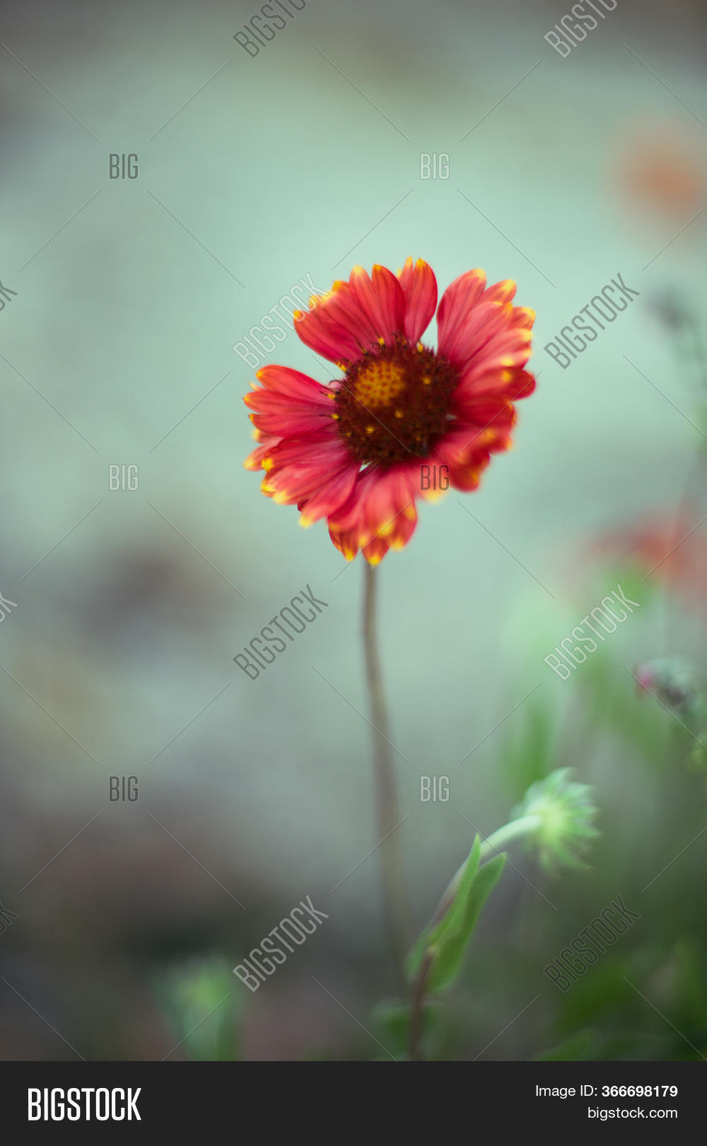 Dark Orange Flower Image & Photo (Free Trial) | Bigstock
