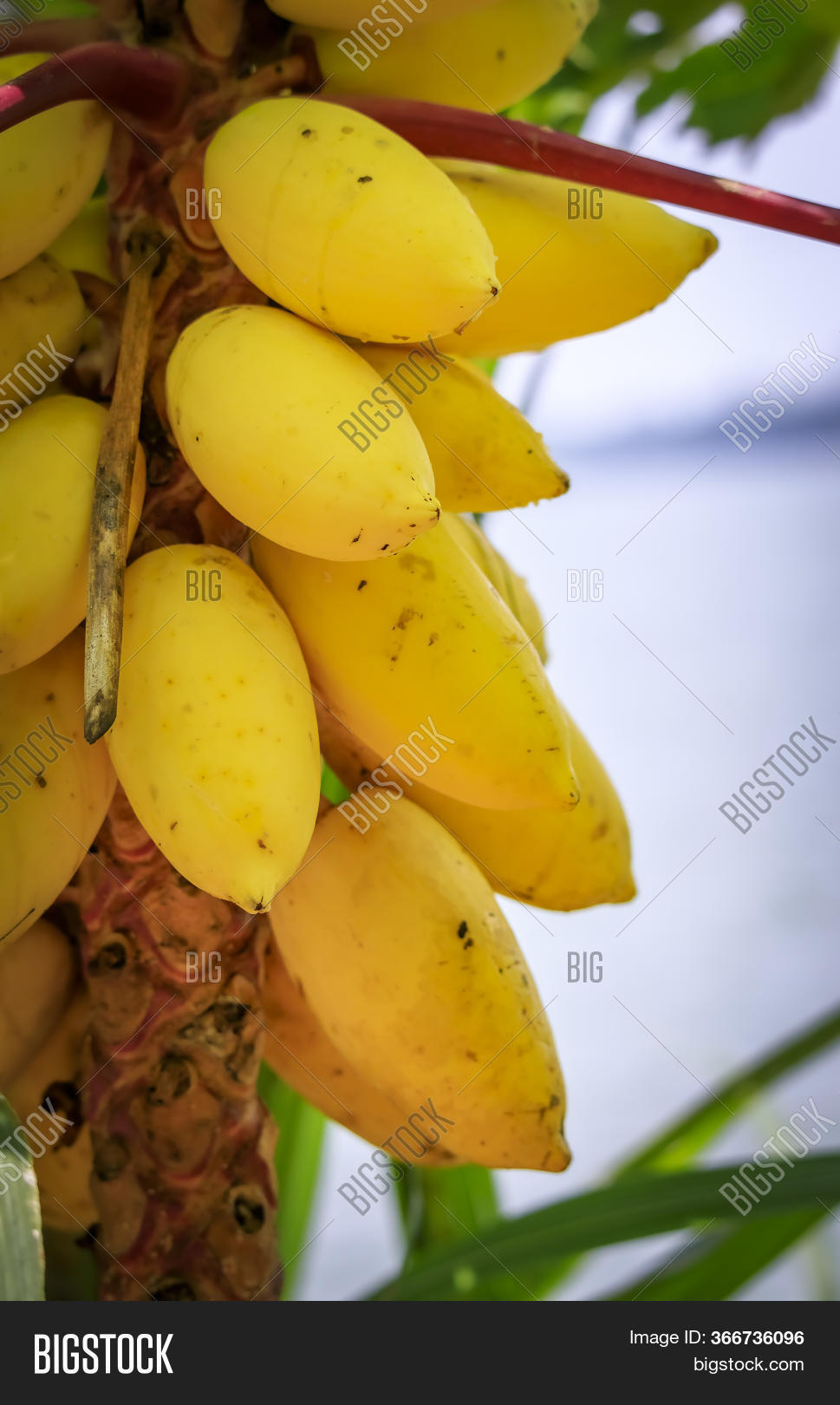 Fresh Yellow Papaya Image & Photo (Free Trial) | Bigstock