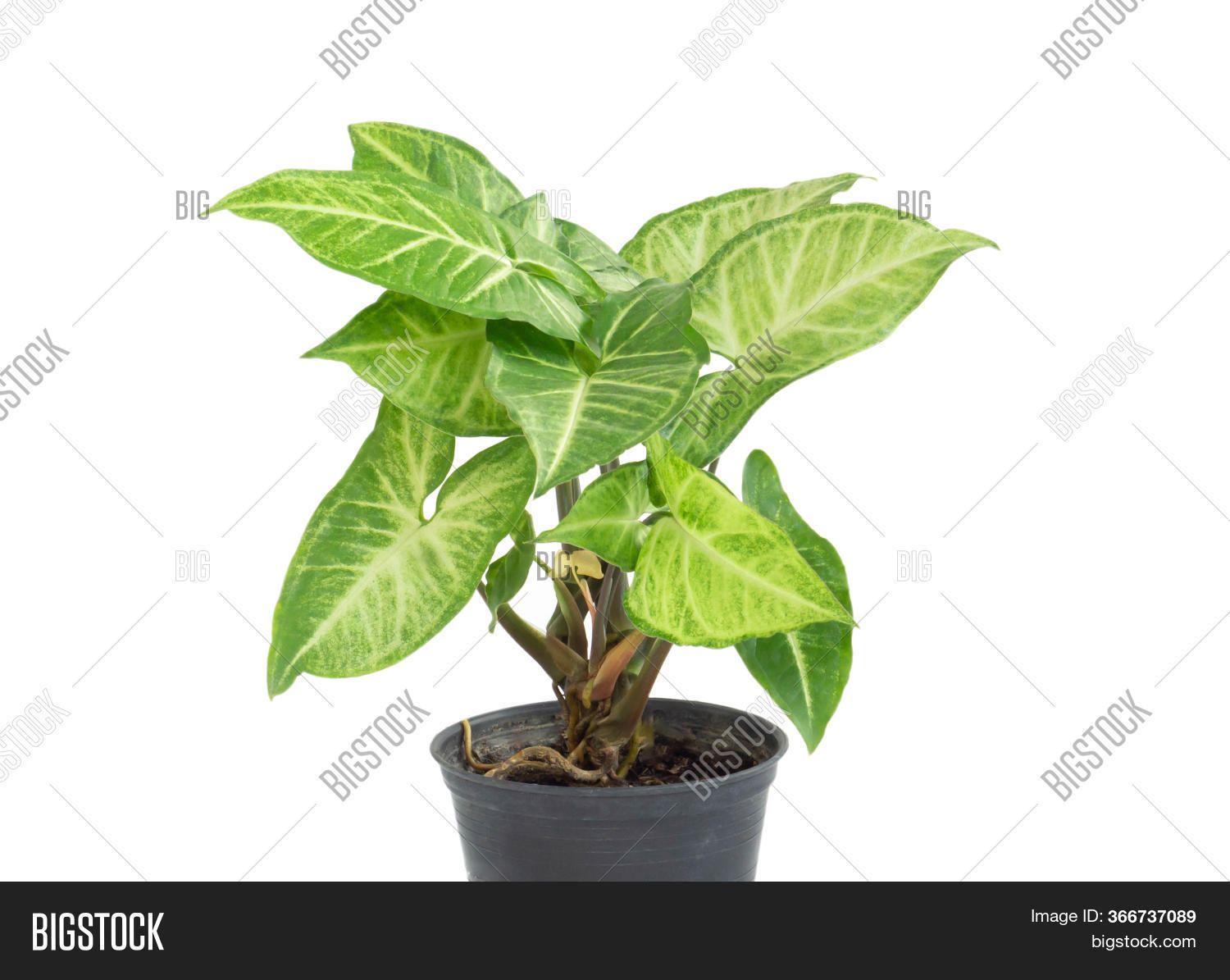 Fresh Green Arrowhead Image & Photo (Free Trial) | Bigstock