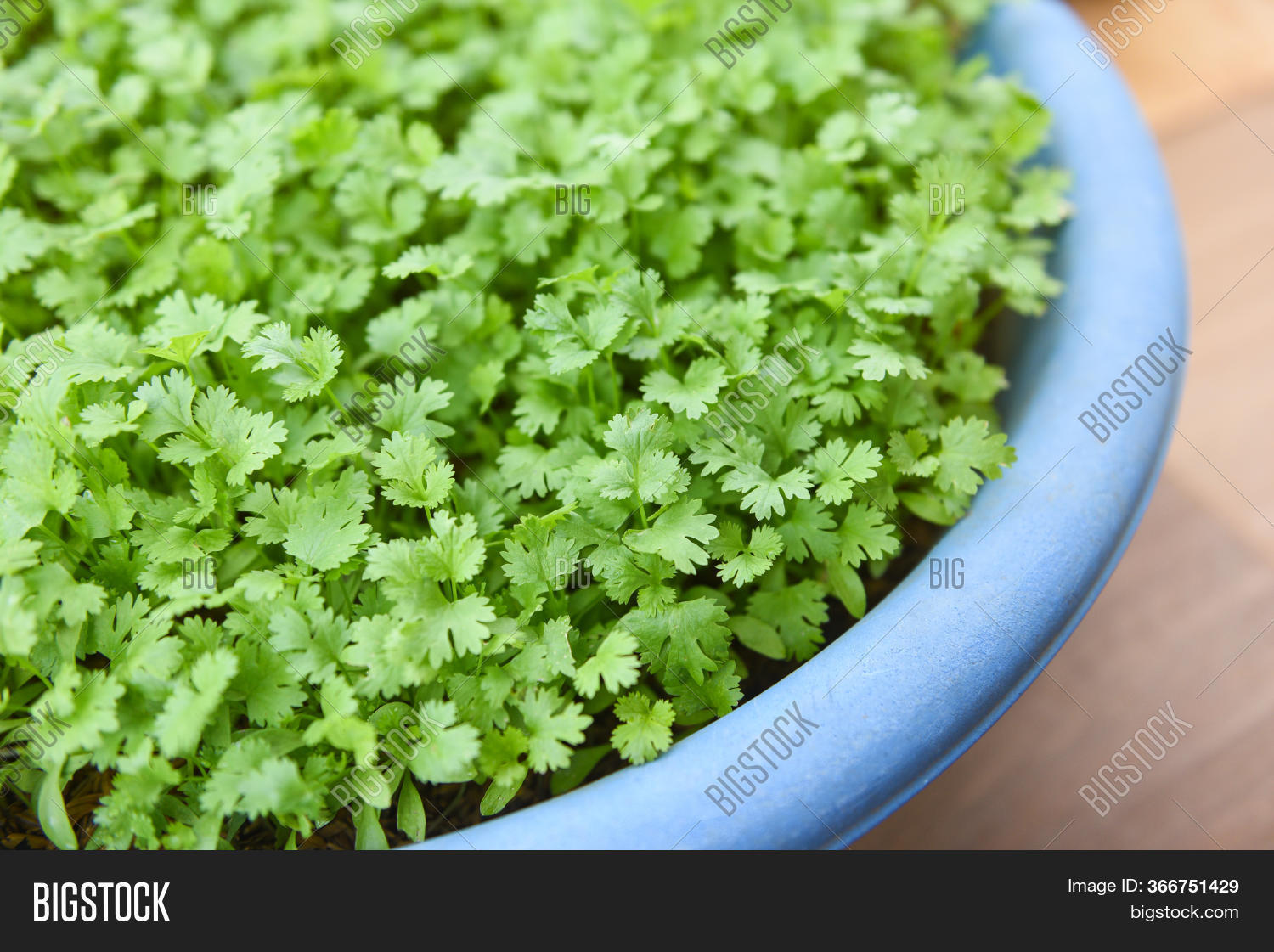 Coriander Plant Leaf Image & Photo (Free Trial) | Bigstock