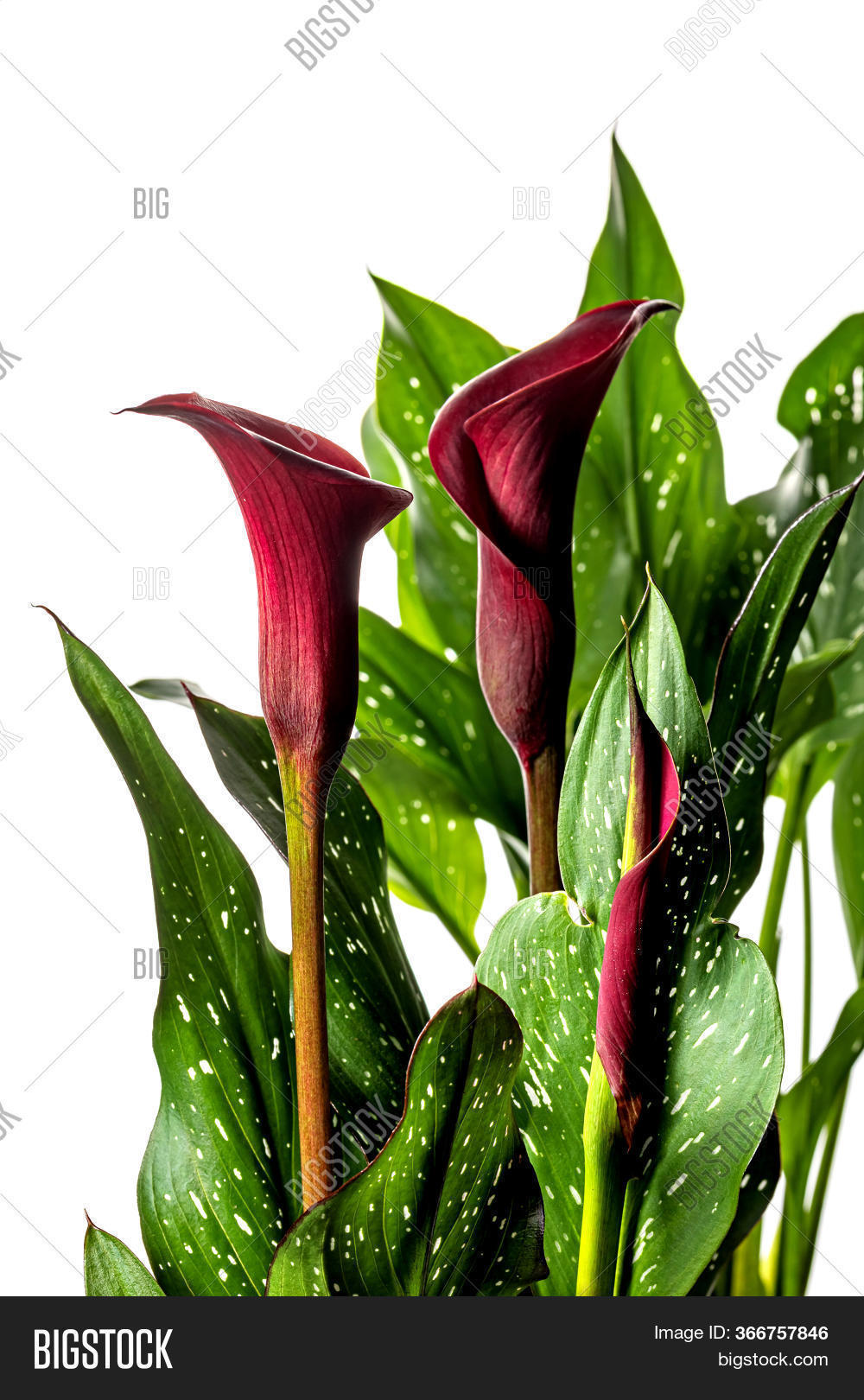 Red Calla Lilly Flower Image & Photo (Free Trial) | Bigstock