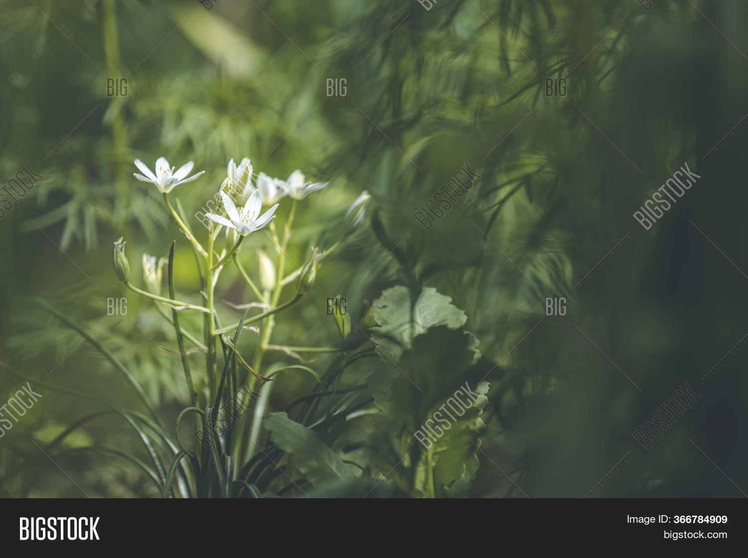 Beautiful Dark Forest Flower