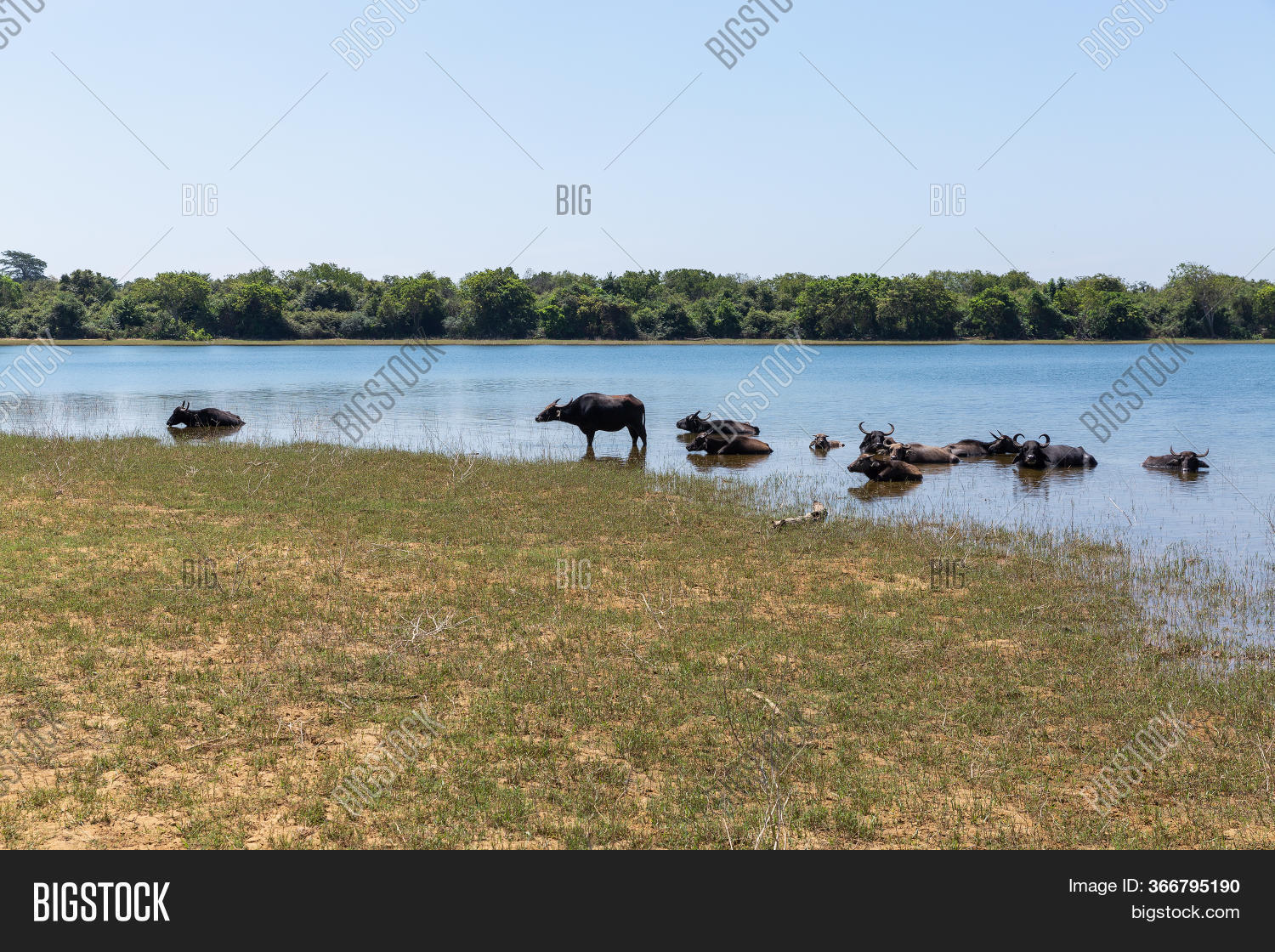 Wild Buffaloes Escape Image & Photo (Free Trial) | Bigstock