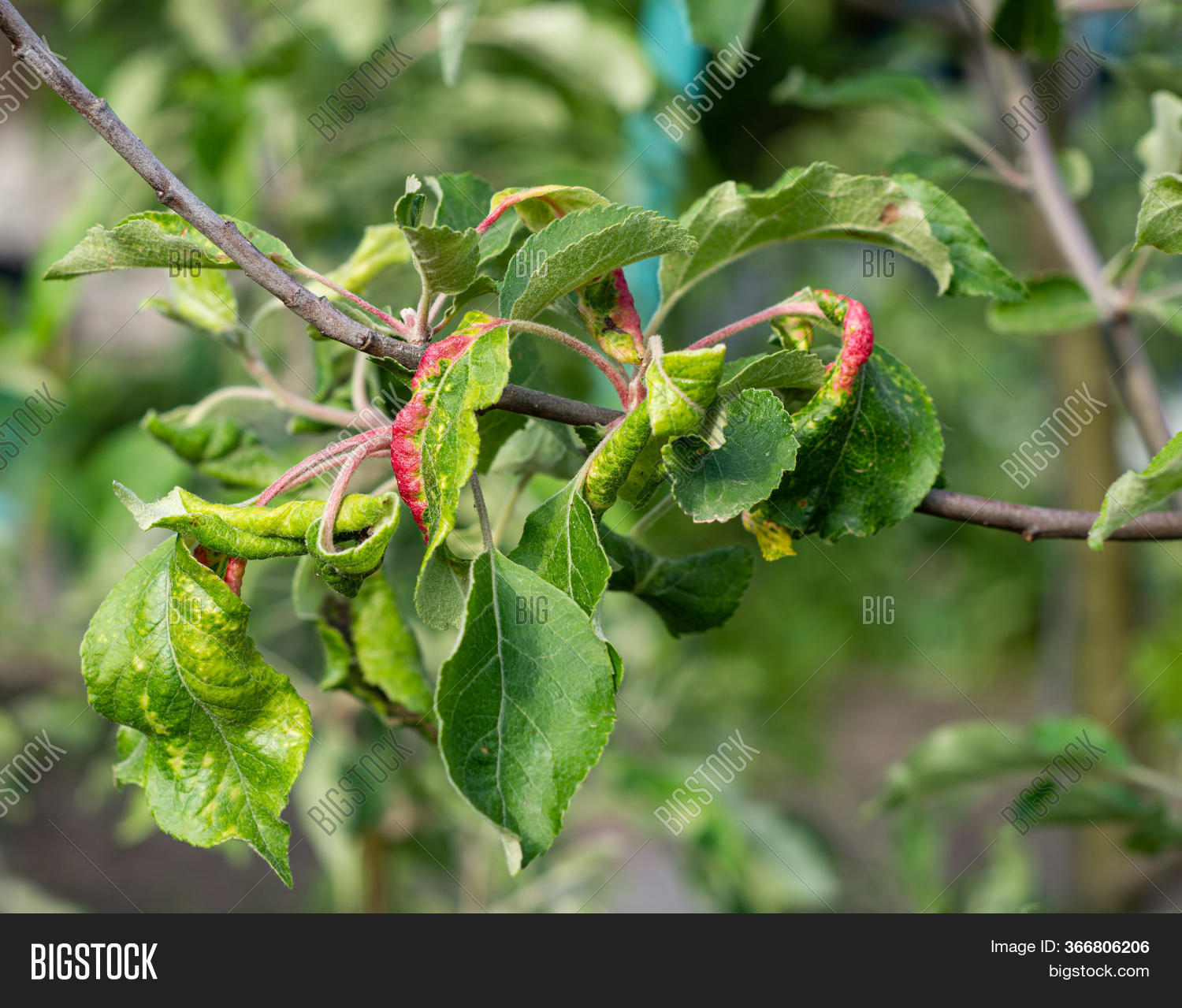 Rosy Apple Aphid ( Image & Photo (Free Trial) | Bigstock
