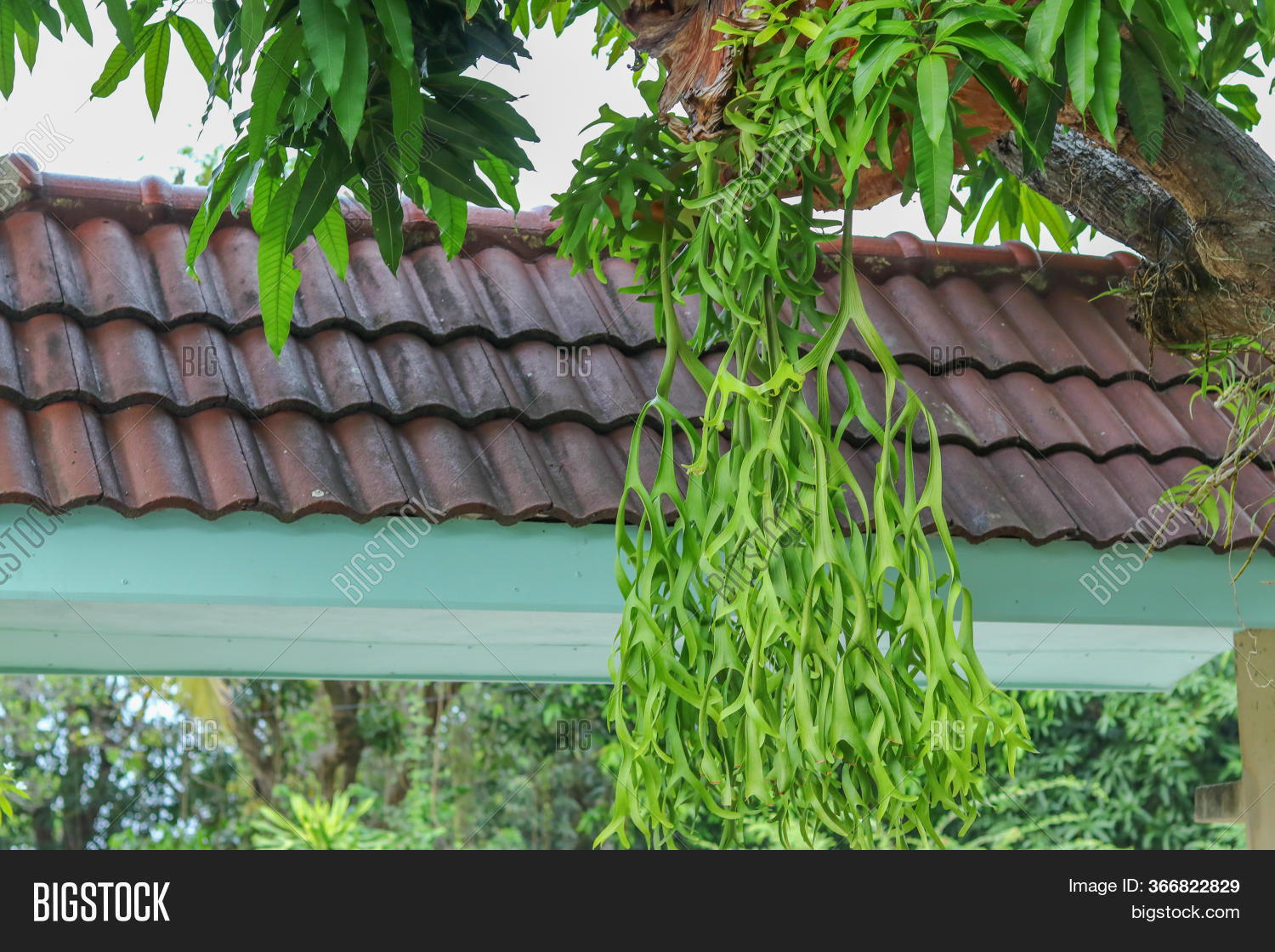 Horn Plant ( Image & Photo (Free Trial) | Bigstock