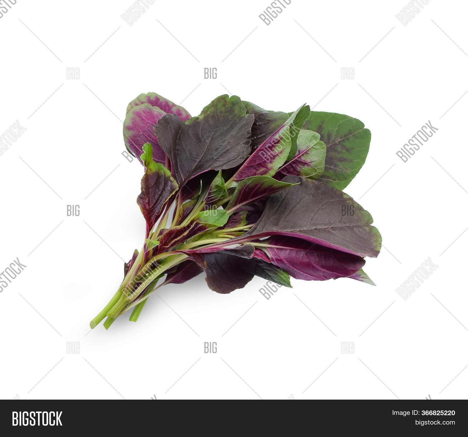 Fresh Red Spinach Red Image & Photo (Free Trial) | Bigstock
