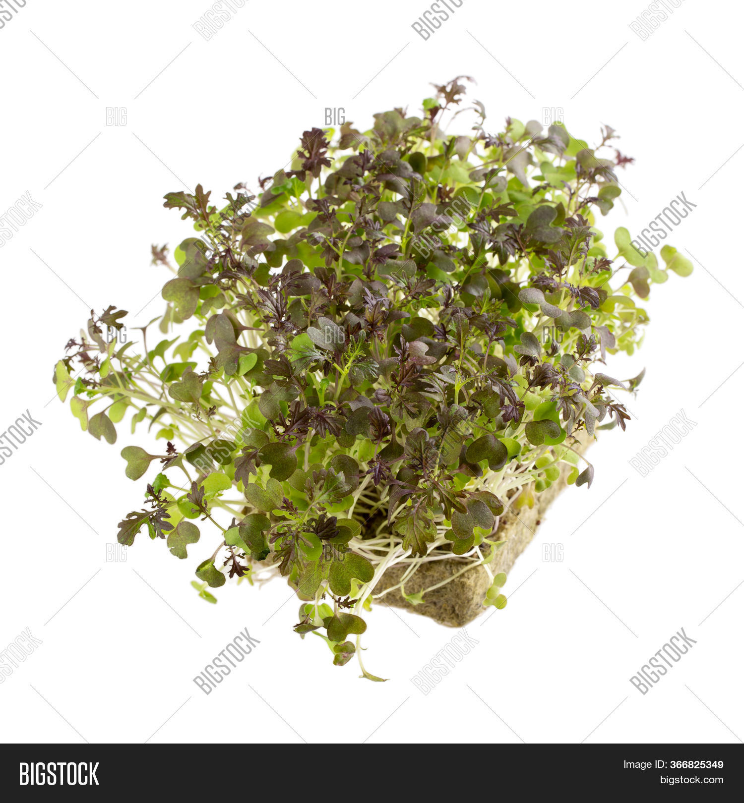 Microgreens - Mustard Image & Photo (Free Trial) | Bigstock