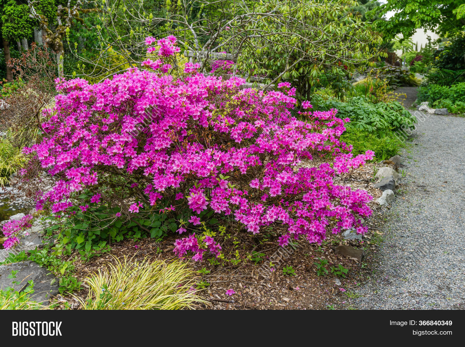 Brilliant Pink Azalea Image & Photo (Free Trial) | Bigstock