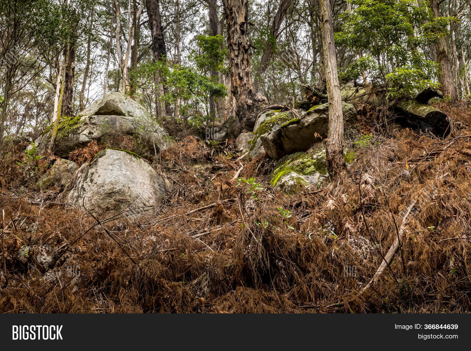 Big Trees Rocks Image & Photo (Free Trial) | Bigstock