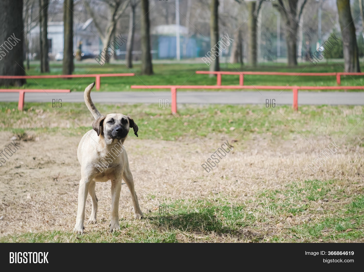 Large White Stray Image & Photo (Free Trial) | Bigstock