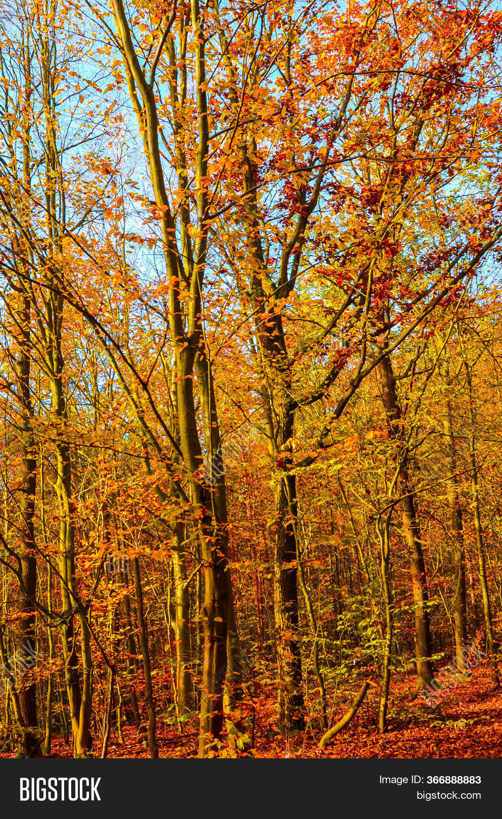 Vertical Photography Image & Photo (Free Trial) | Bigstock