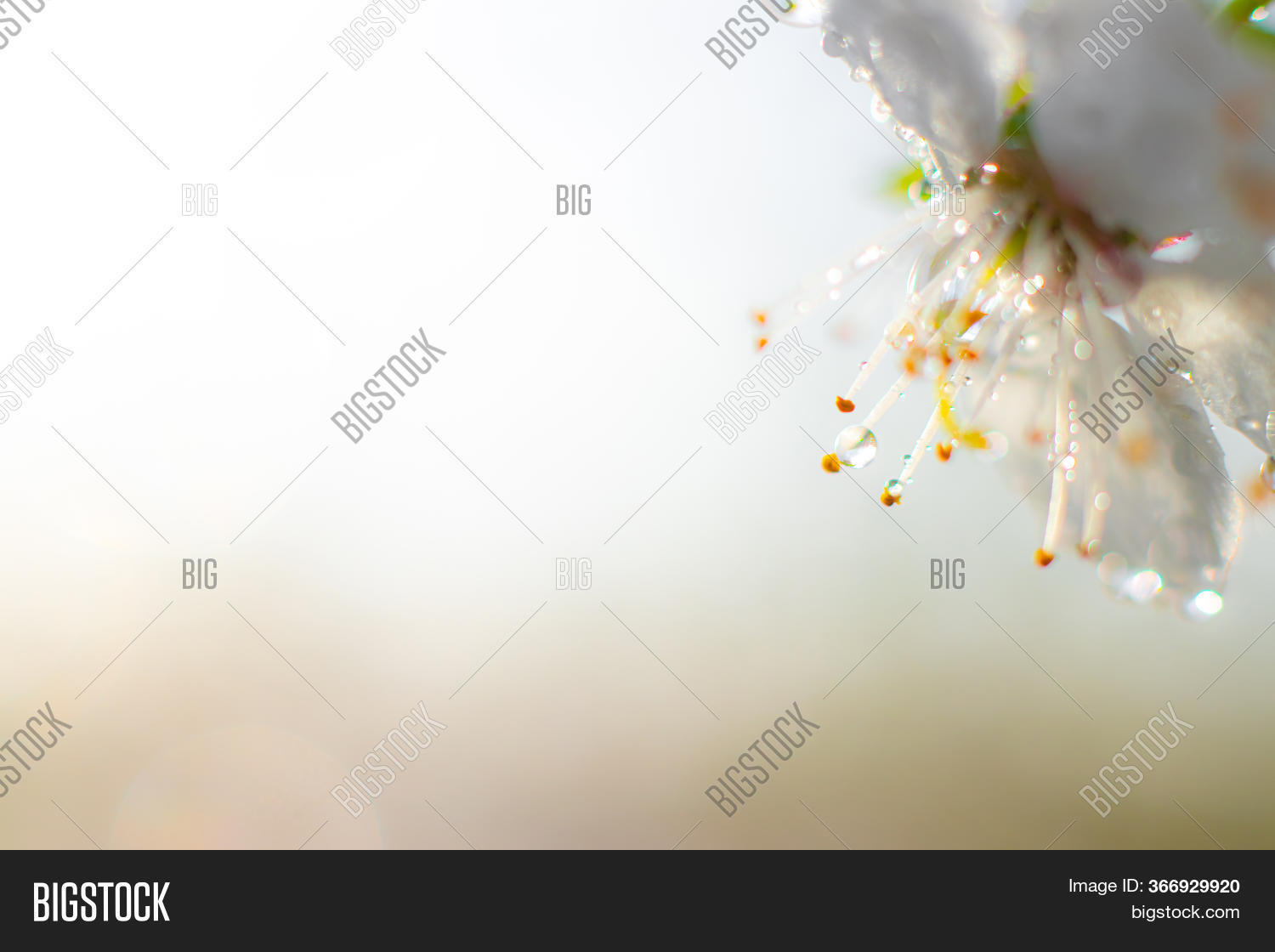 Beautiful Branch Image & Photo (Free Trial) | Bigstock