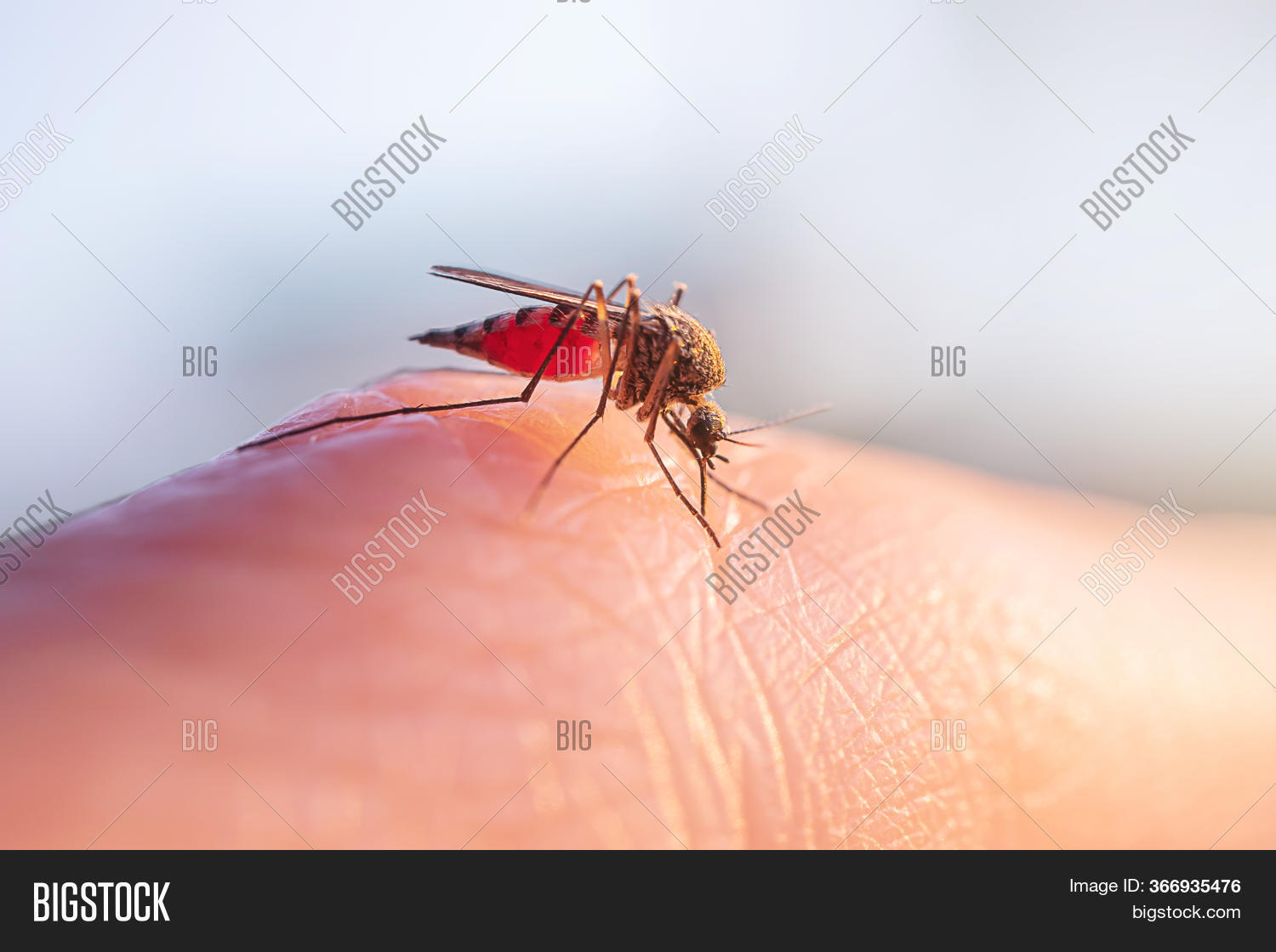 Mosquito Eats Blood On Image & Photo (Free Trial) | Bigstock