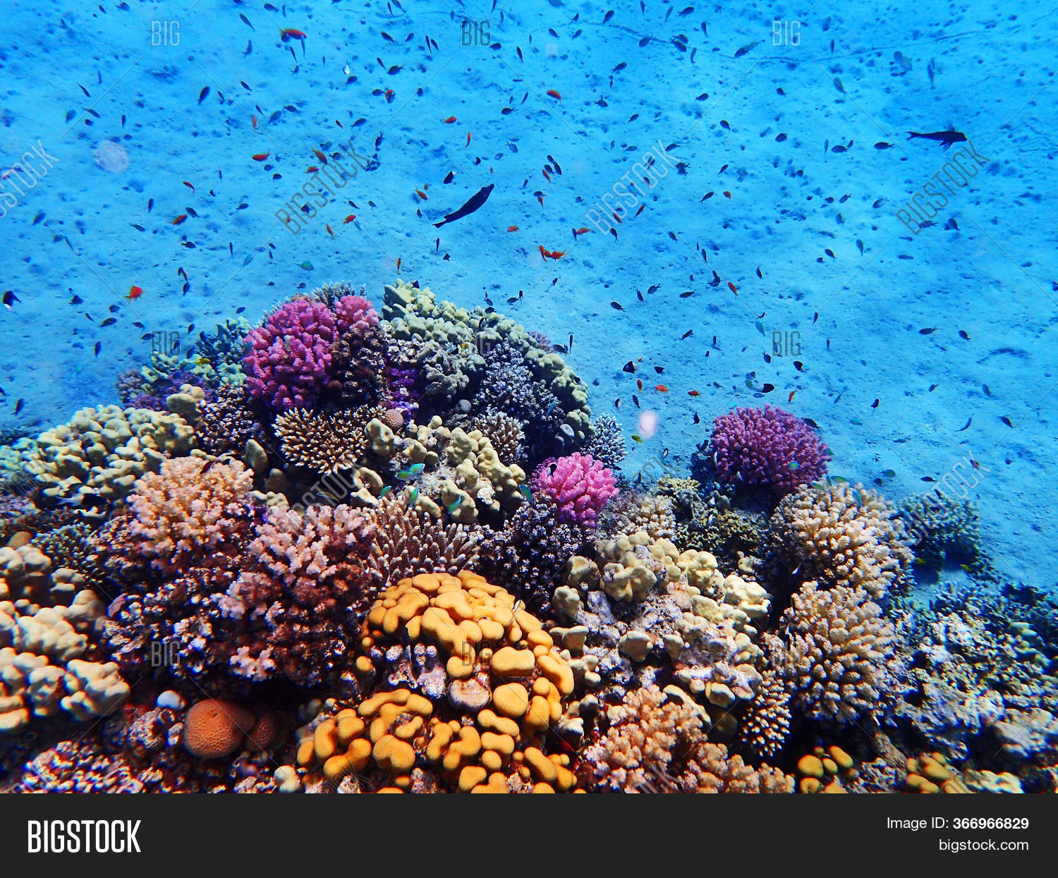 Coral Reef Egypt Image & Photo (Free Trial) | Bigstock