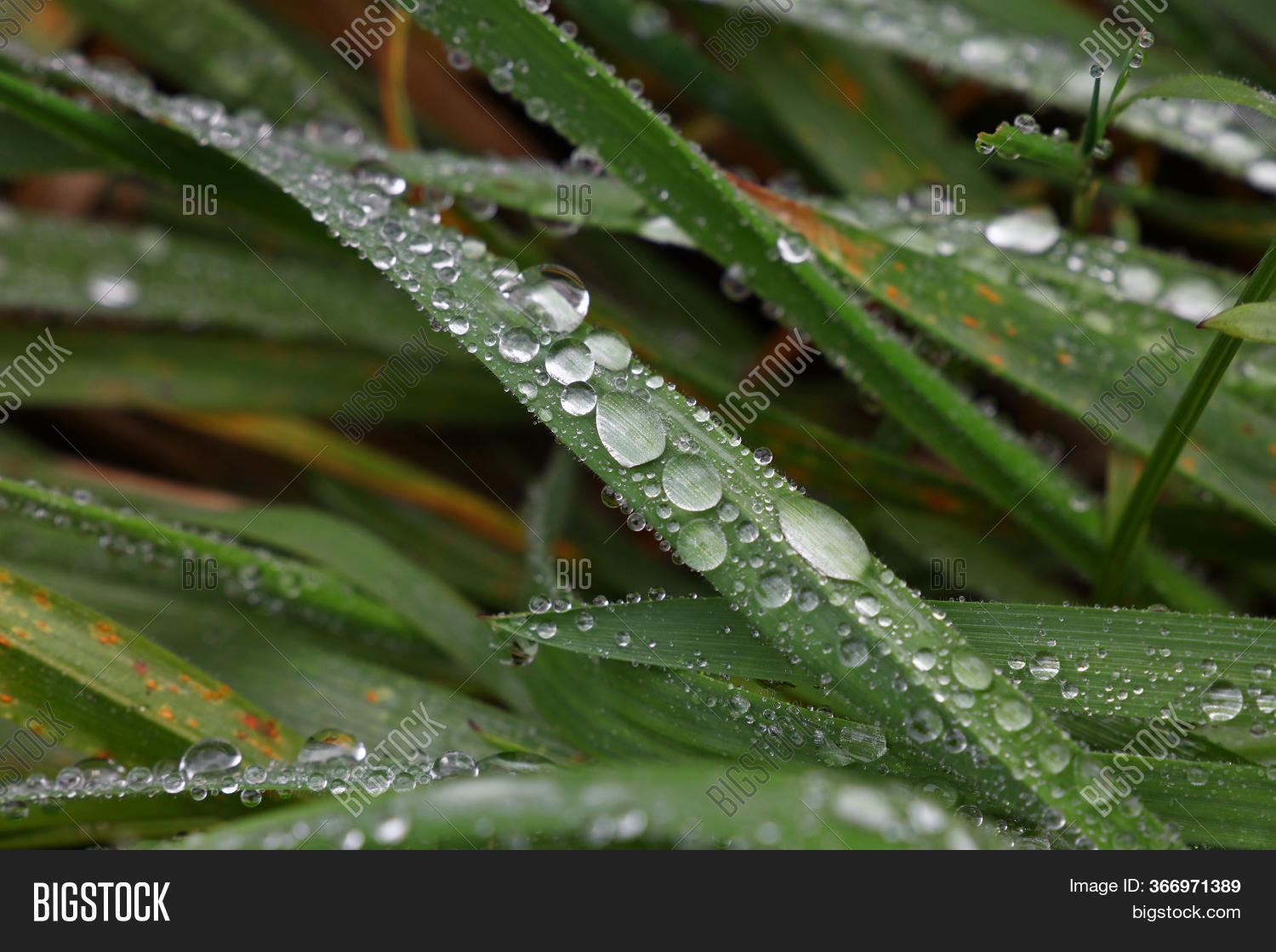 Close Raindrops, Water Image & Photo (Free Trial) | Bigstock