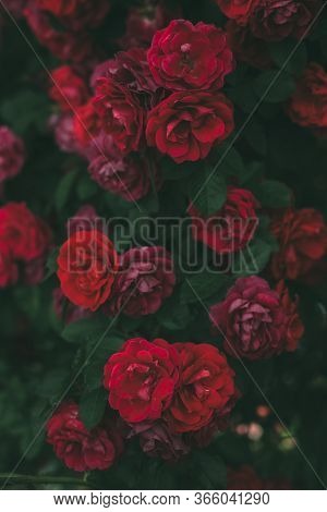 Roses Dramatic Toning Image & Photo (Free Trial) | Bigstock