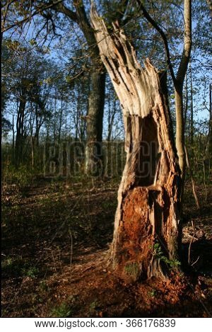 Old Tree, Withered, Image & Photo (Free Trial) | Bigstock