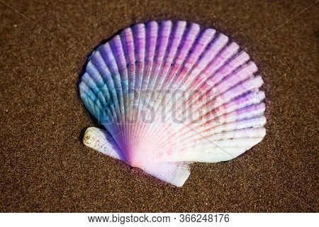 Scallop Seashell Ocean Image & Photo (Free Trial) | Bigstock