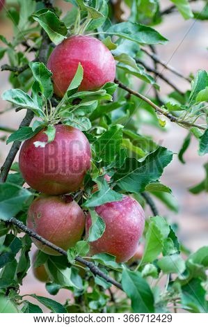 Ripe Red Idared Apples Image & Photo (Free Trial) | Bigstock