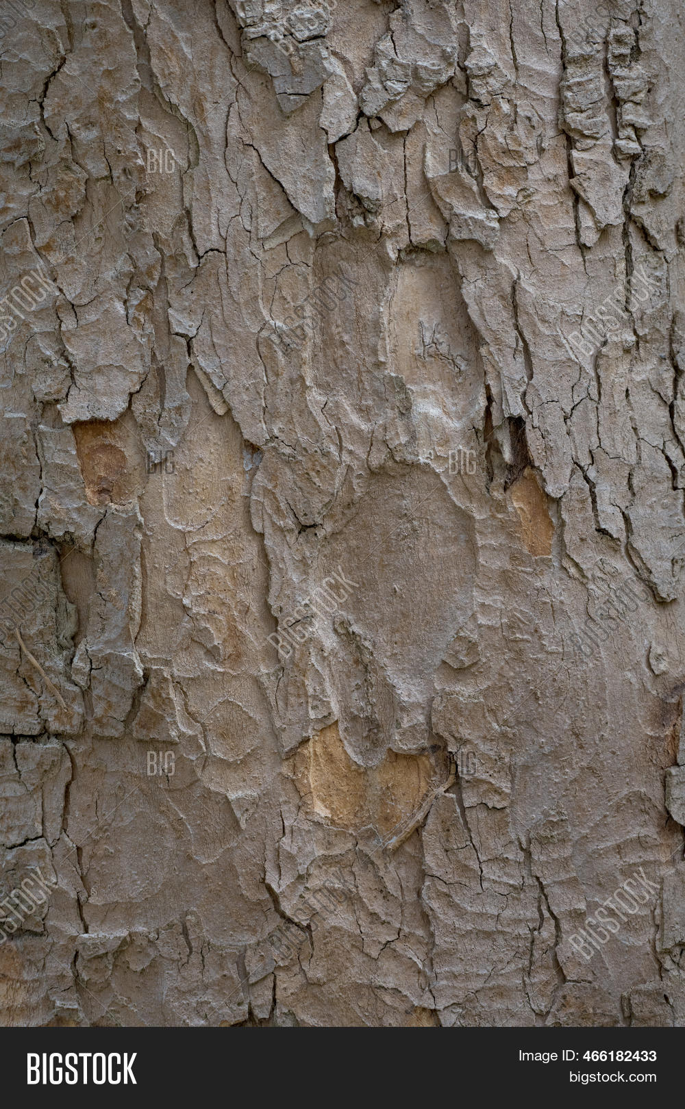 Close Jagged Tree Bark Image & Photo (Free Trial) | Bigstock