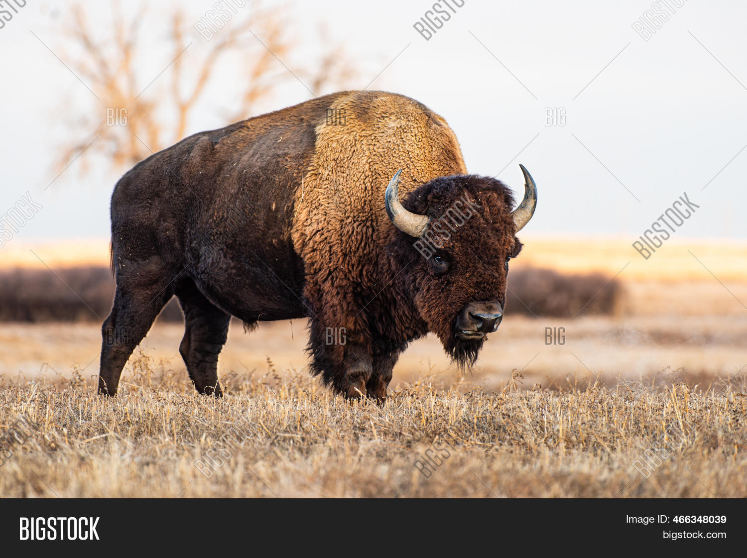 Bull Bison Sunrise. Image & Photo (Free Trial) | Bigstock