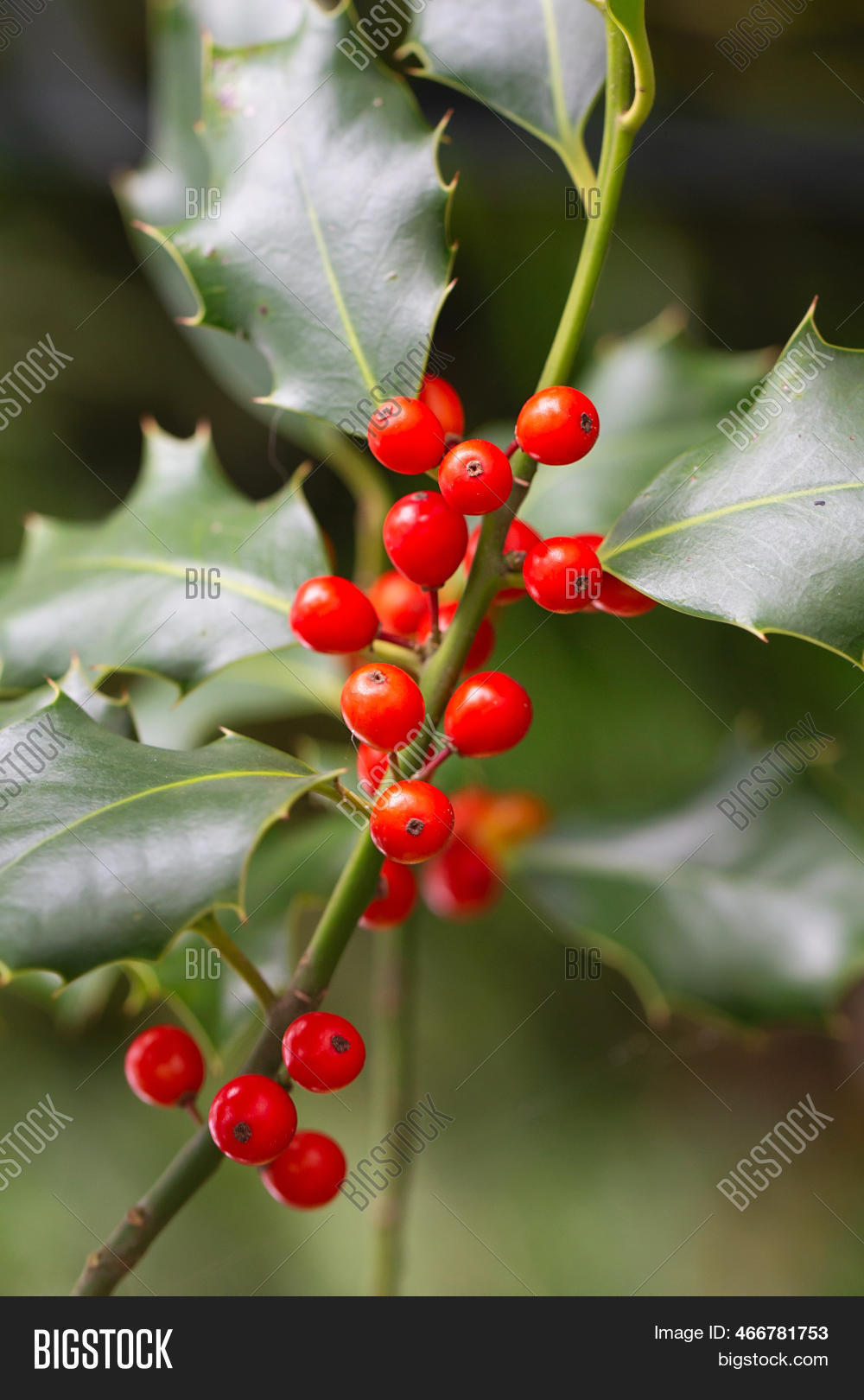 Christmas Holly Red Image & Photo (Free Trial) | Bigstock
