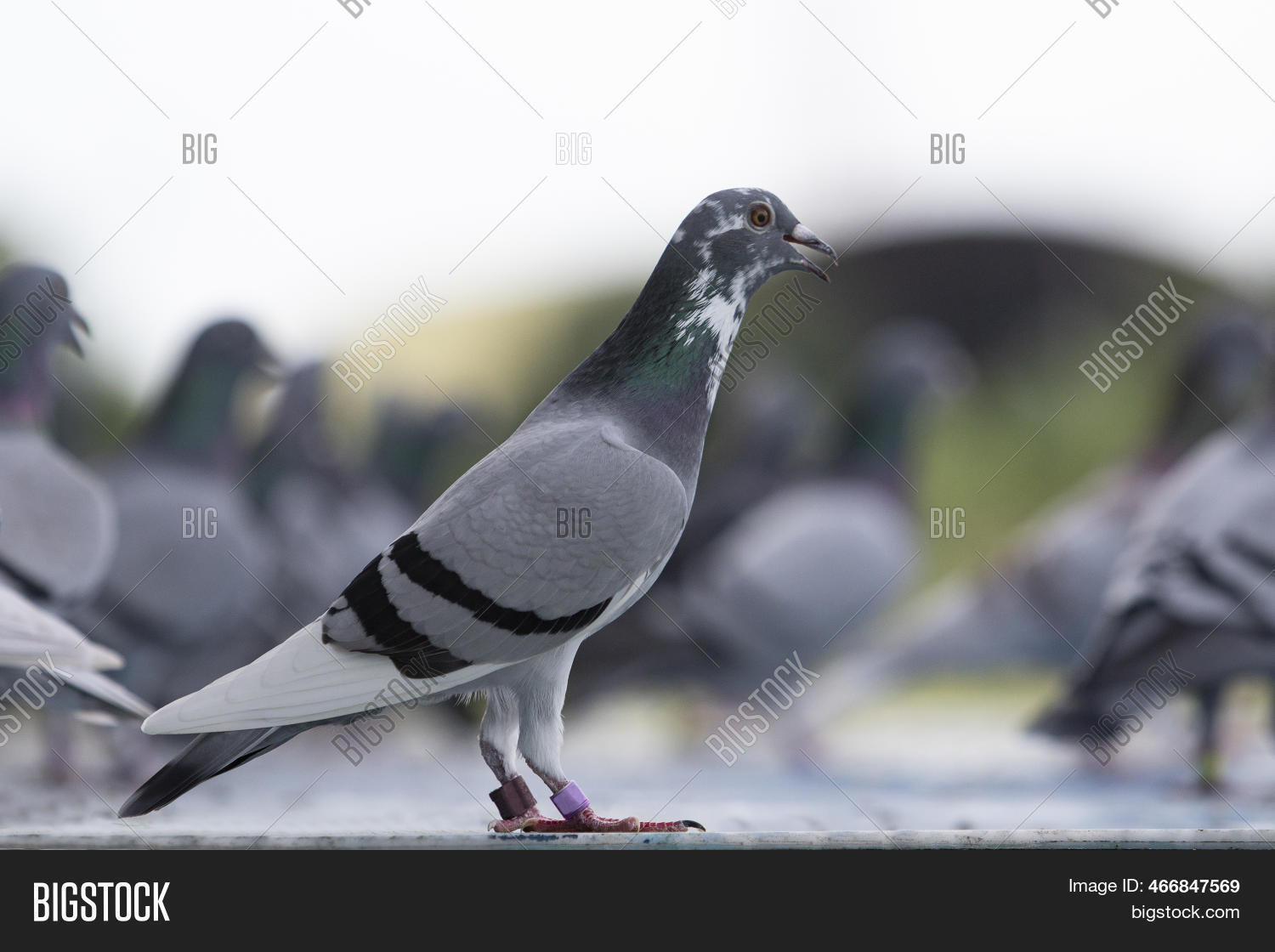 Full Body Homing Image & Photo (Free Trial) | Bigstock