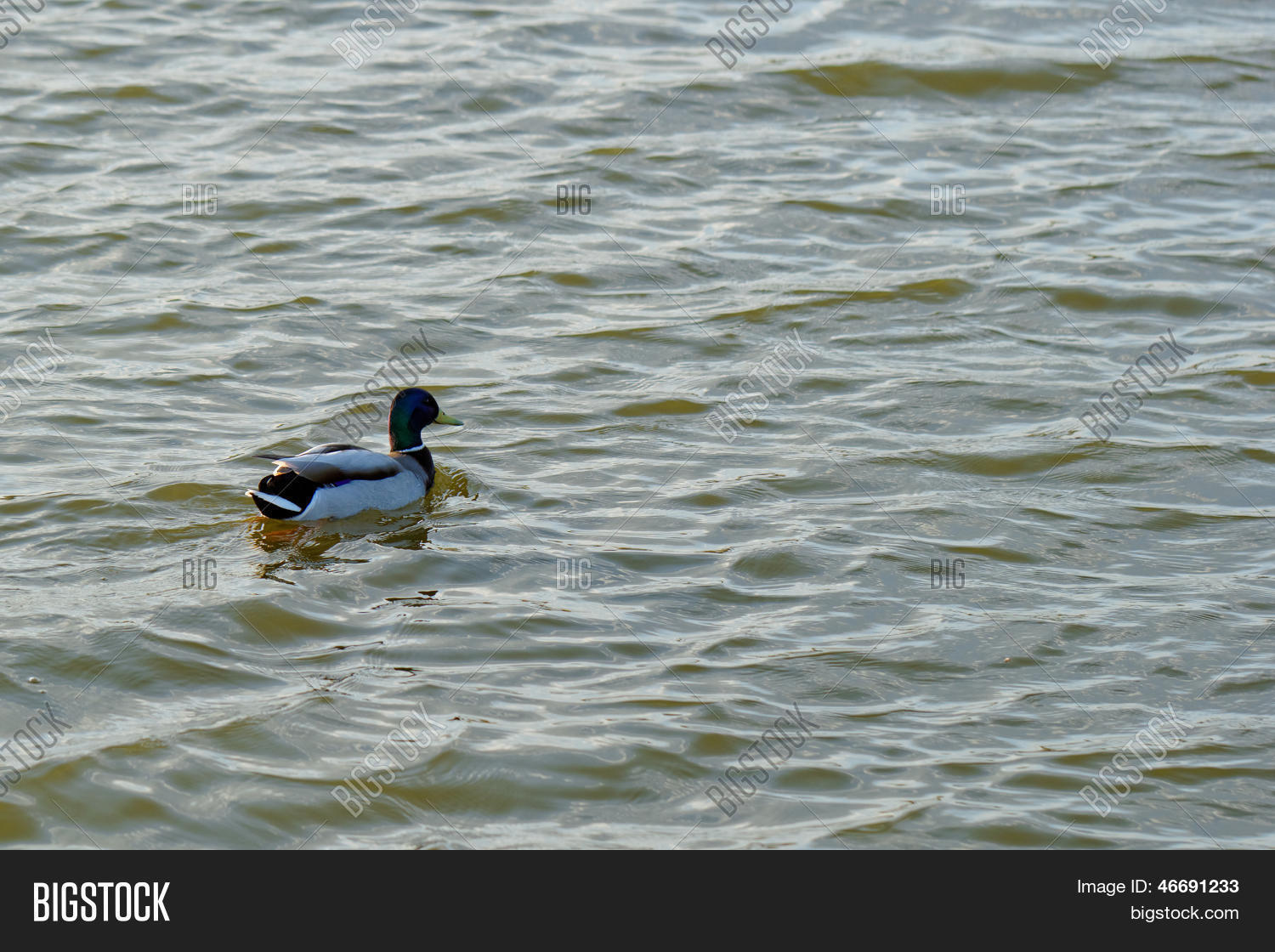 Ducks On Lake Image & Photo (Free Trial) | Bigstock