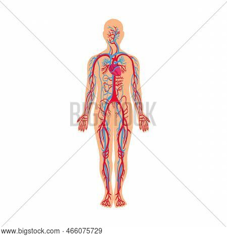 Circulatory System, Vector & Photo (Free Trial) | Bigstock
