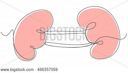 Human Kidneys One Vector & Photo (Free Trial) | Bigstock