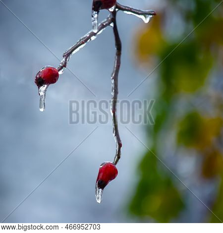 Icicles On Icy Tree Image & Photo (Free Trial) | Bigstock