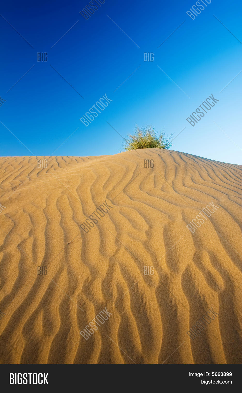 Sand Dune Image & Photo (Free Trial) | Bigstock