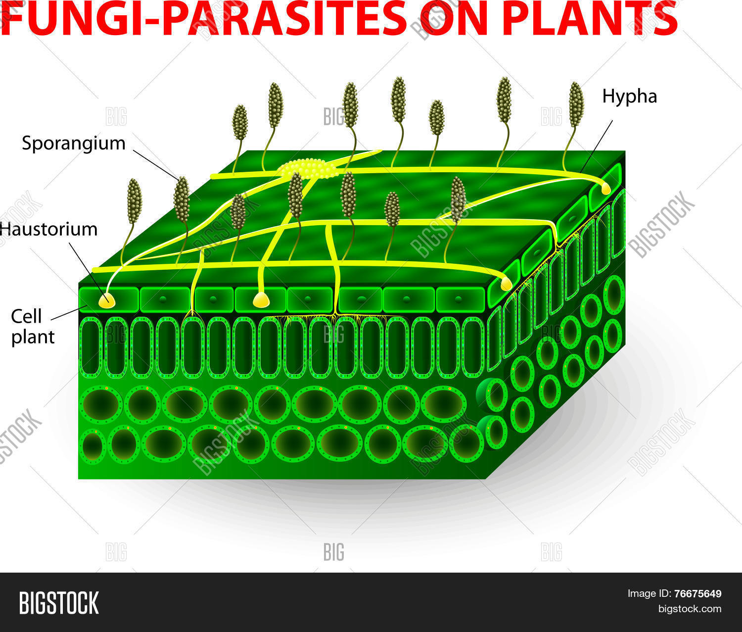 Fungi-parasites On Vector & Photo (Free Trial) | Bigstock
