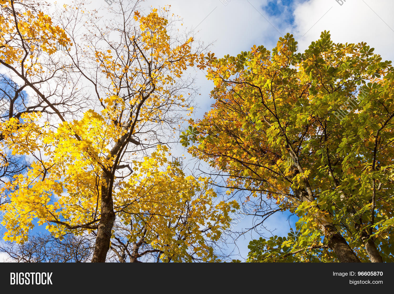 Fall Leaves Trees Image & Photo (Free Trial) | Bigstock