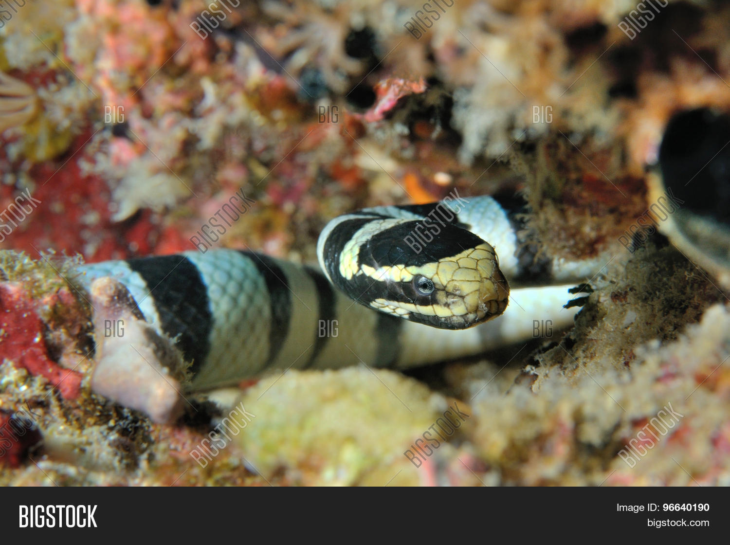 Sea Snake Image & Photo (Free Trial) | Bigstock